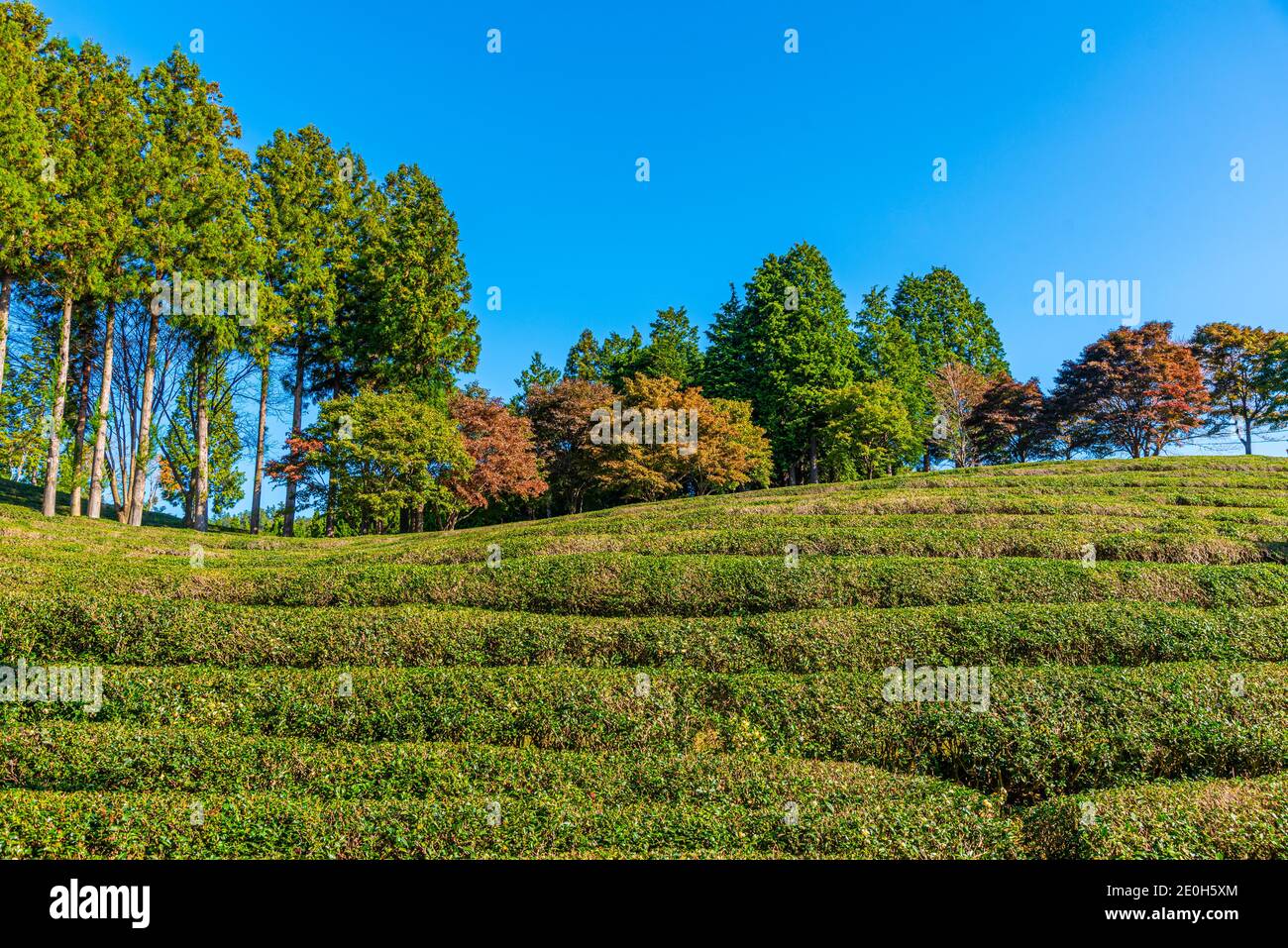 Tea terraces at Boseong tea plantations in Republic of Korea Stock ...