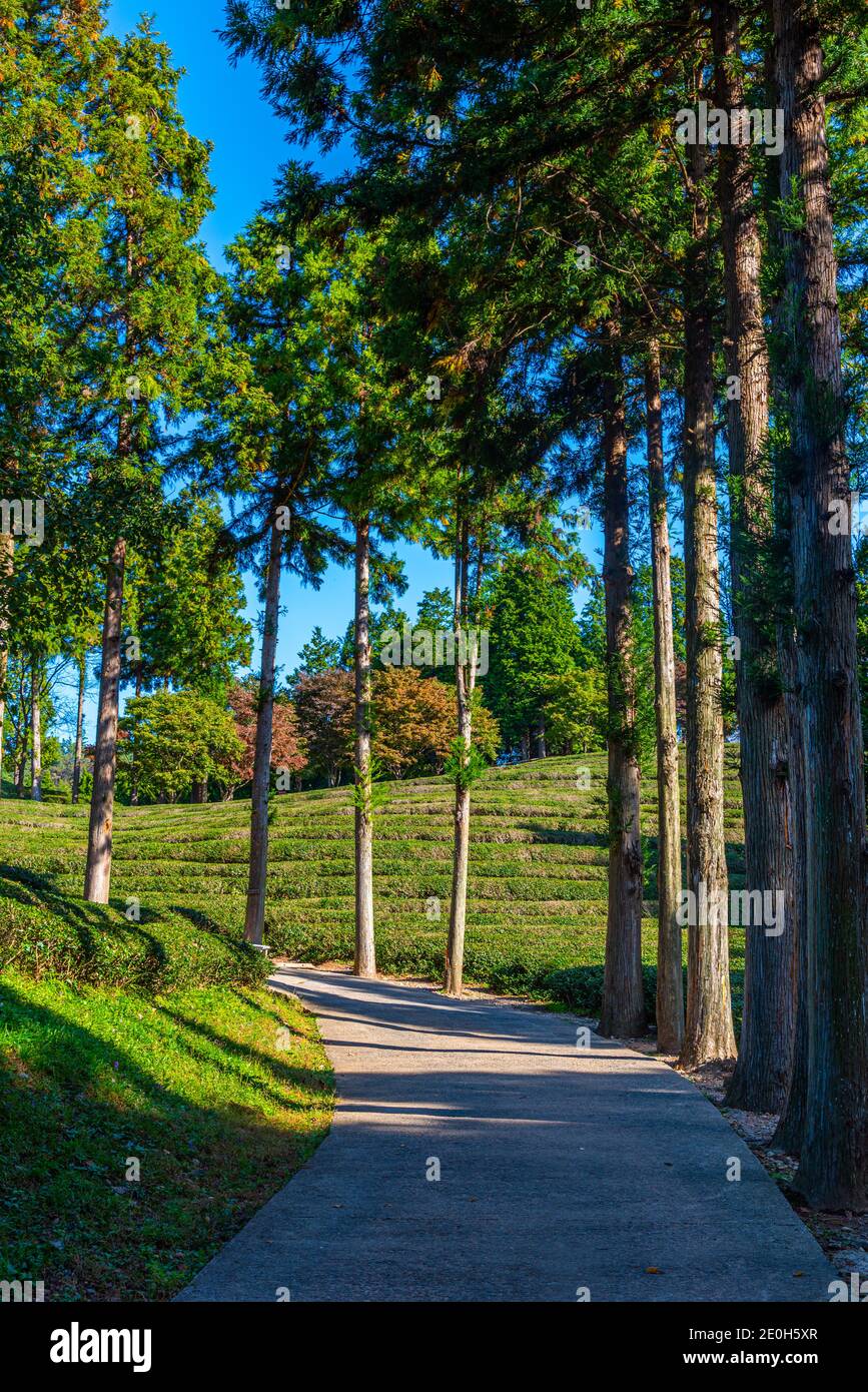 Tea terraces at Boseong tea plantations in Republic of Korea Stock ...