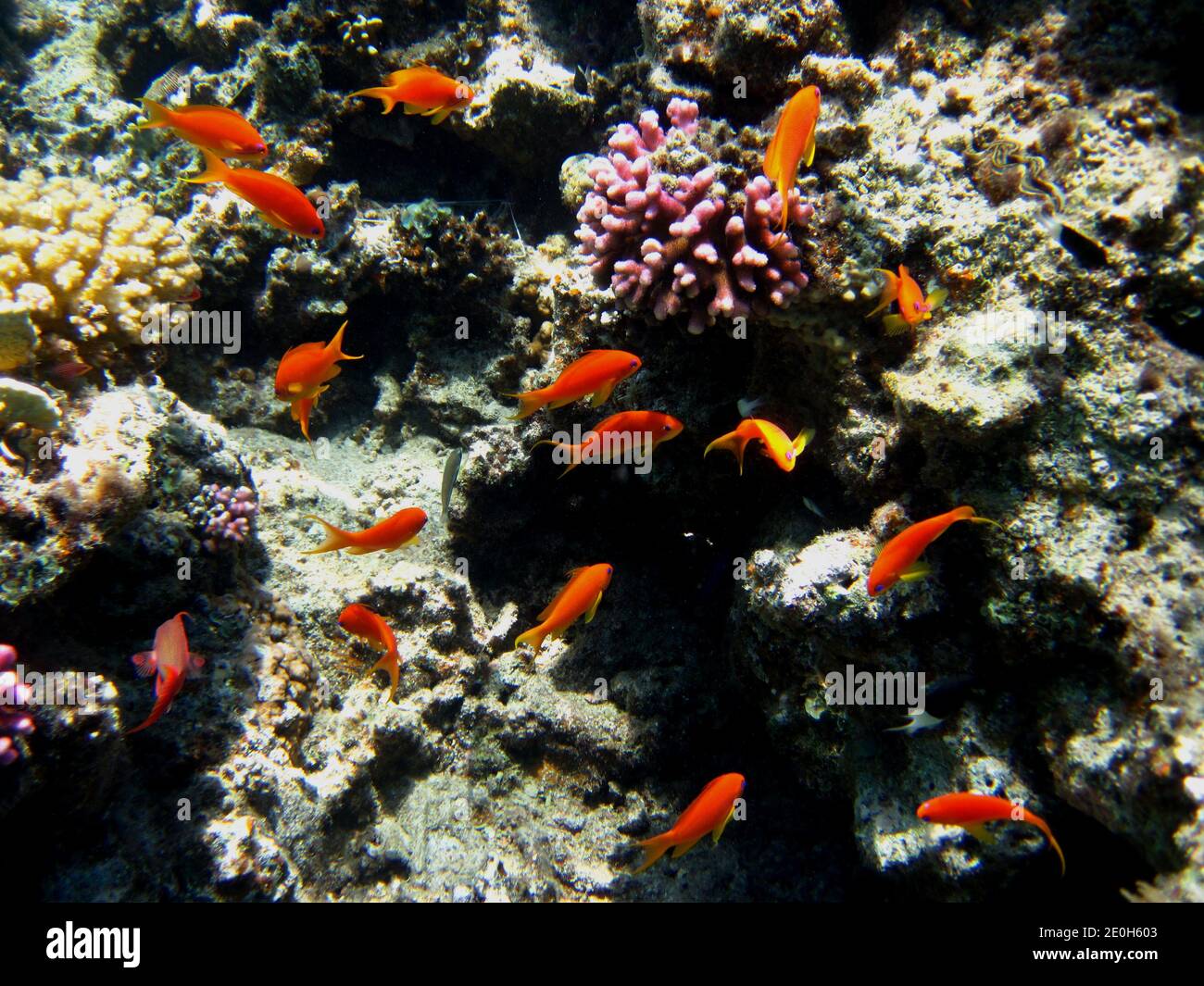 glowing red orange fish in coral reef Stock Photo - Alamy