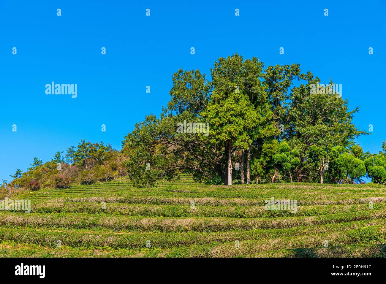 Tea terraces at Boseong tea plantations in Republic of Korea Stock ...