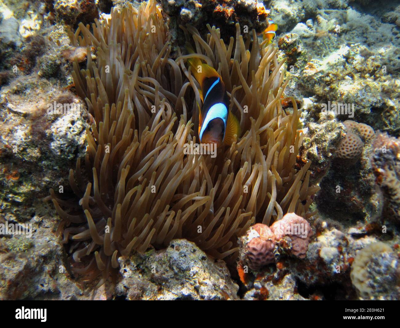 Caribbean sun anemone hi-res stock photography and images - Alamy