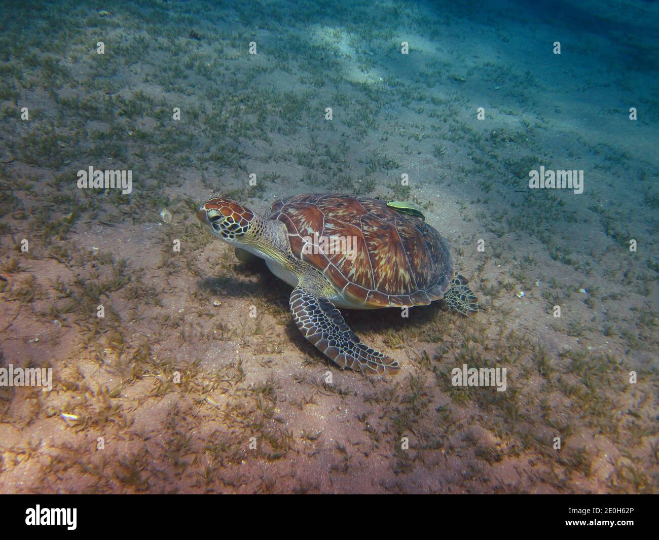 Underwater sea turtle fish seaweed hi-res stock photography and images ...