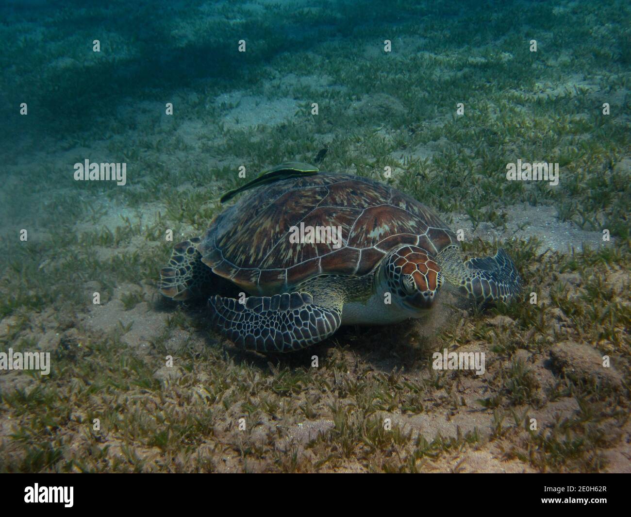 sea turtle eats seaweed on the sea floor in the red sea Stock Photo - Alamy