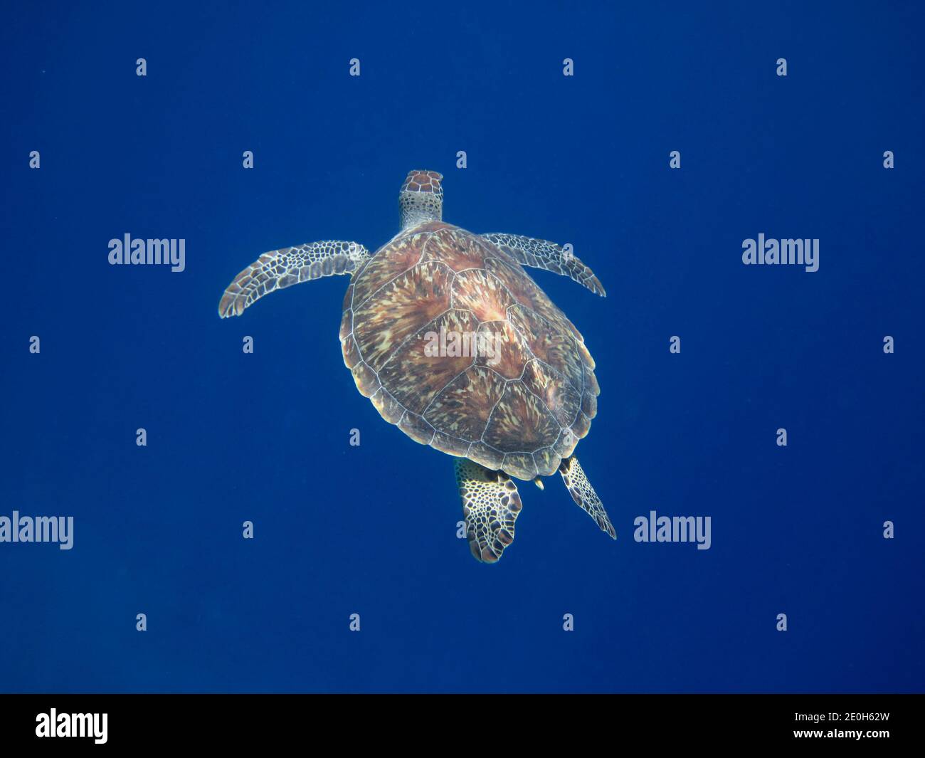 Sea turtle in blue ocean water top hi-res stock photography and images ...