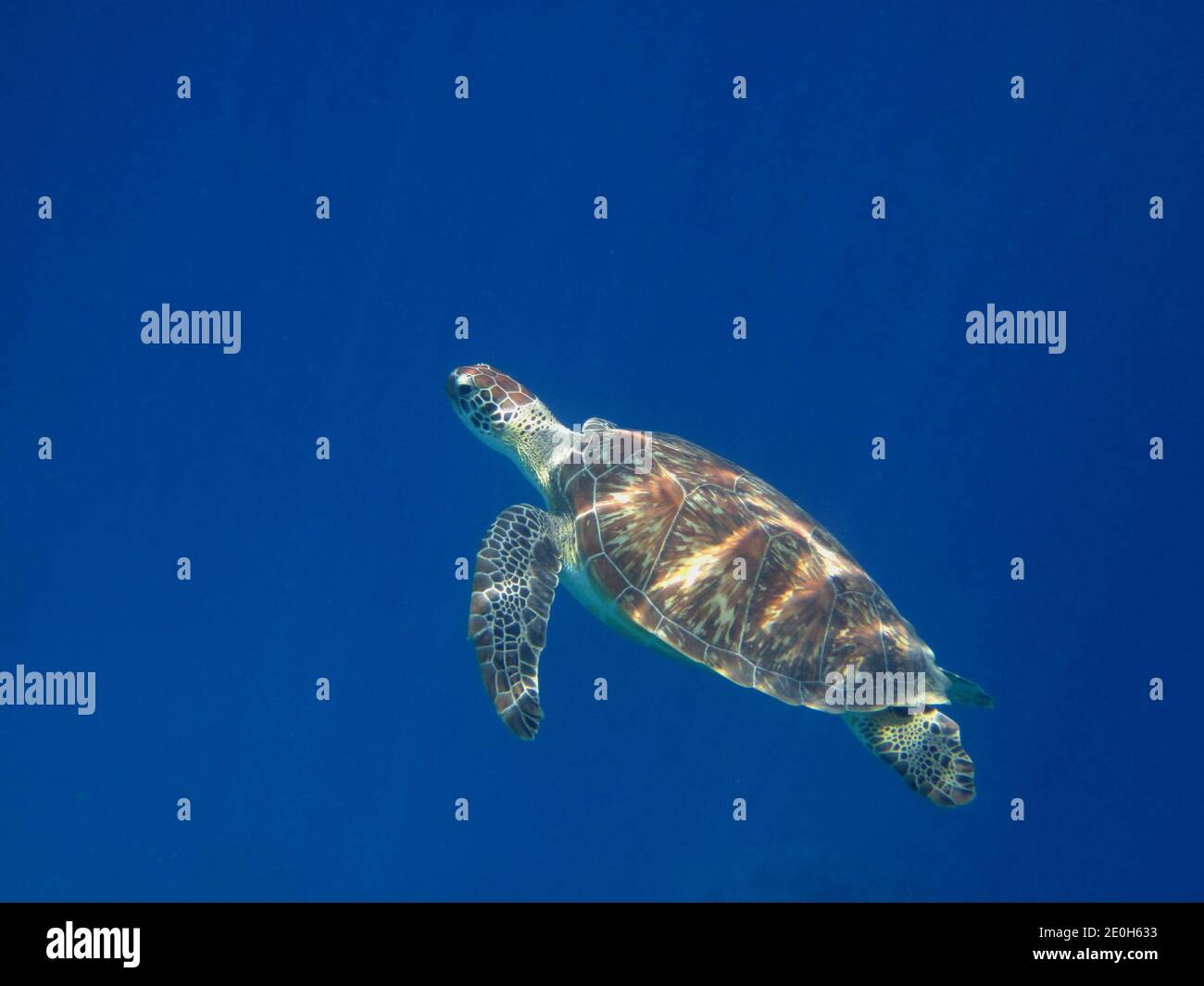 Small sea turtle hi-res stock photography and images - Alamy