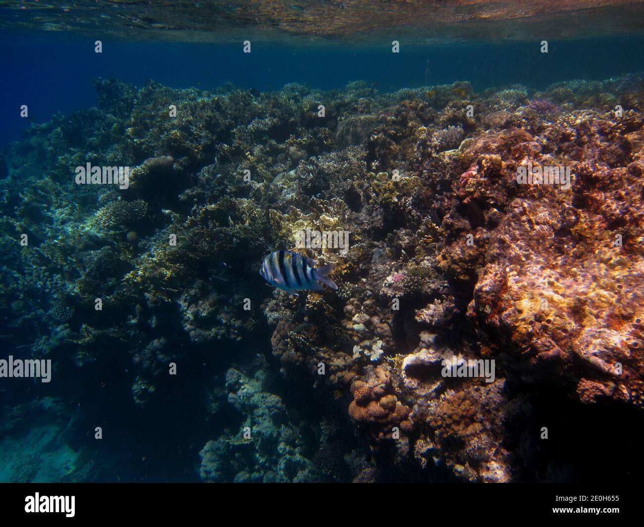 nice clear water in the sea with coral reef Stock Photo - Alamy