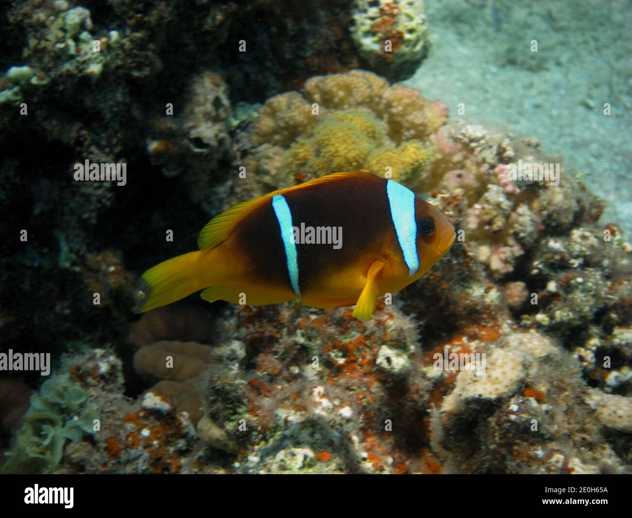 anemone fish swims past the side view large Stock Photo - Alamy