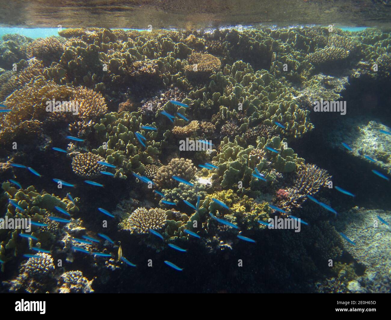 little blue fish in coral in the red sea Stock Photo - Alamy