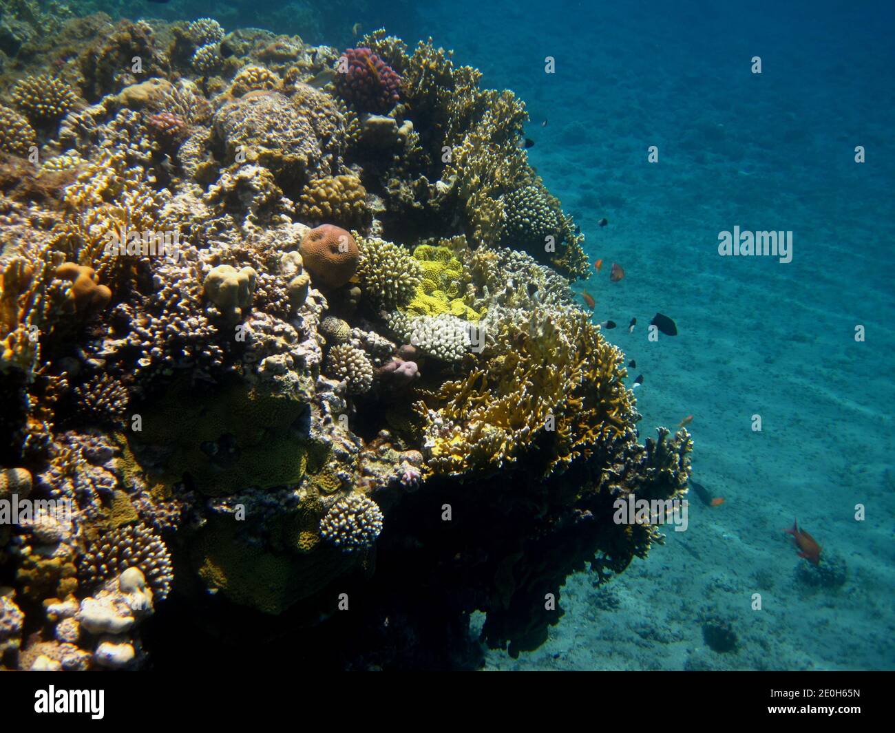 species-rich colorful coral and blue water in the red sea Stock Photo ...
