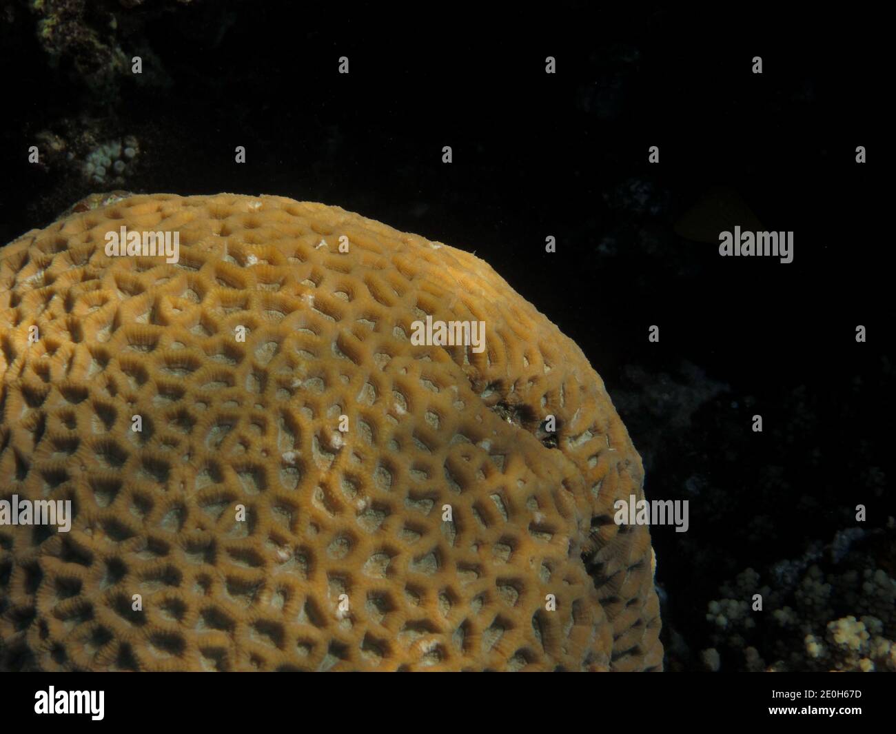 Giant coral hi-res stock photography and images - Alamy