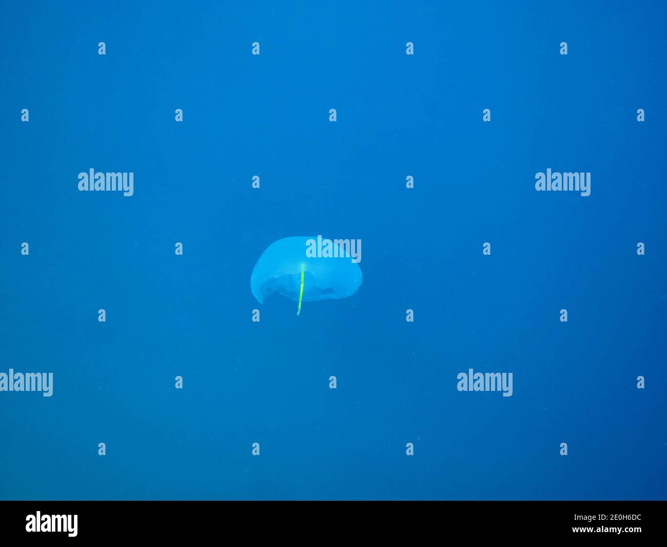 single blue jellyfish in the blue water of the sea Stock Photo - Alamy