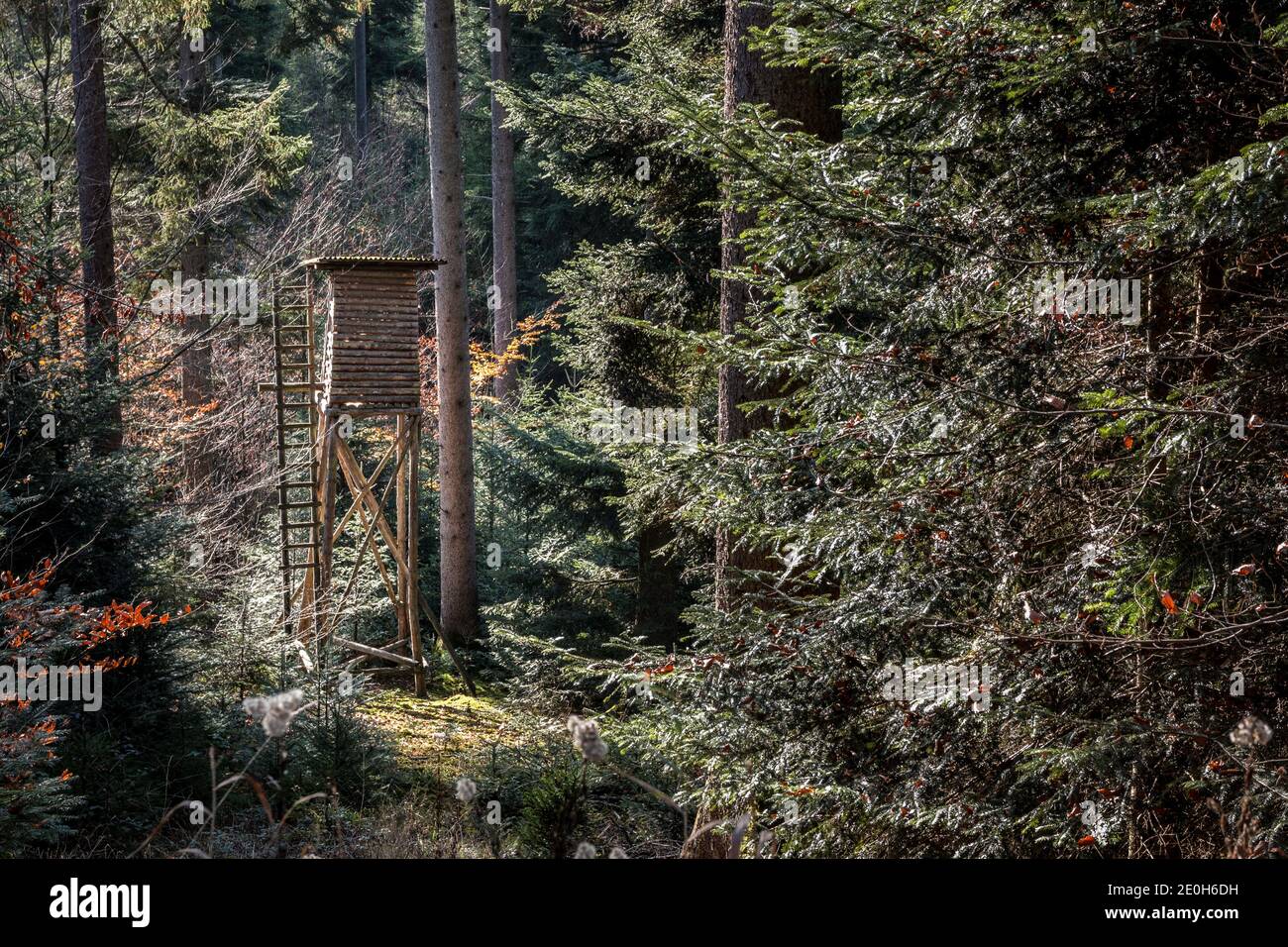 Small raised hide for hunting in the middle of the forest Stock Photo ...