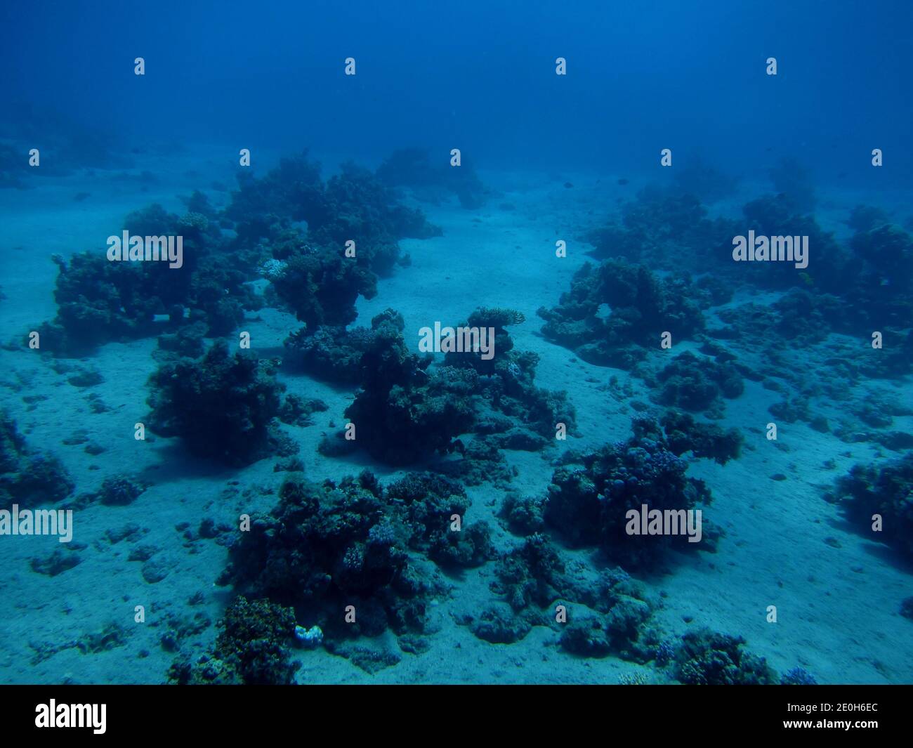 Individual coral hi-res stock photography and images - Alamy