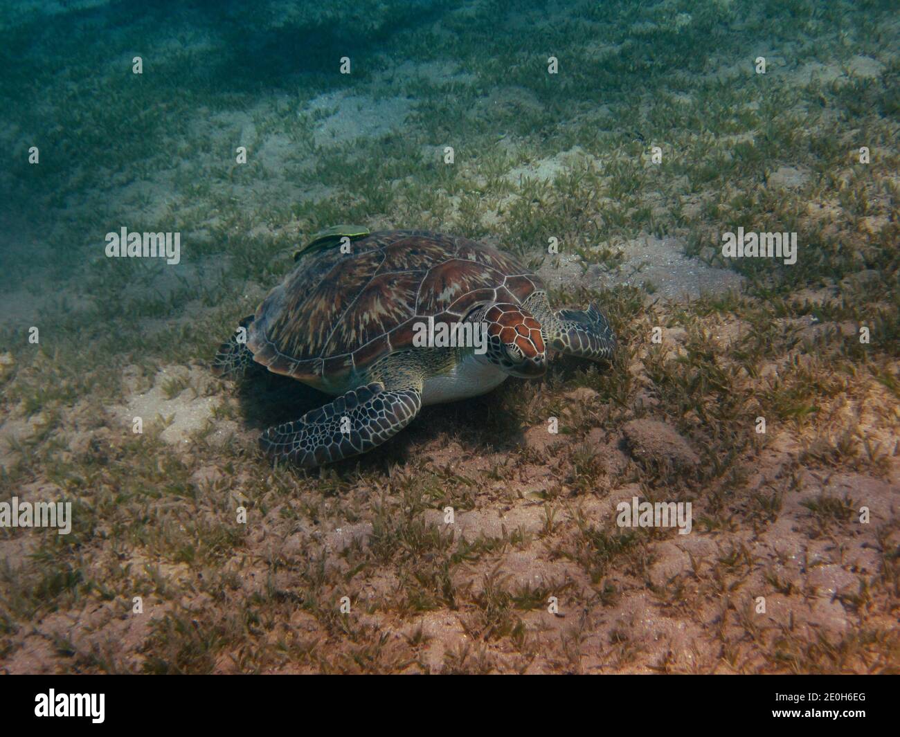 sea turtle eats seaweed on the sea floor Stock Photo - Alamy