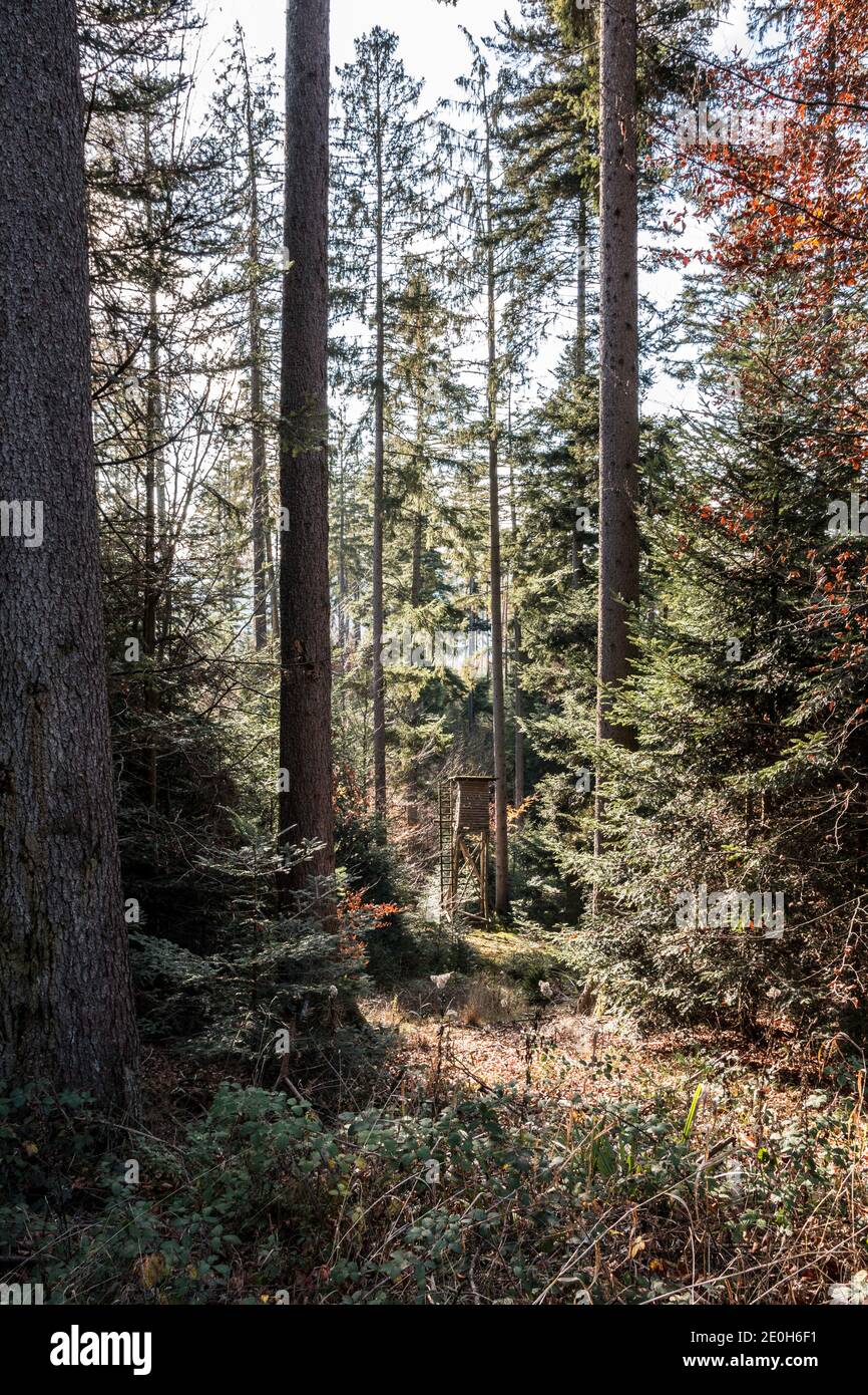 Small raised hide for hunting in the middle of the forest Stock Photo ...