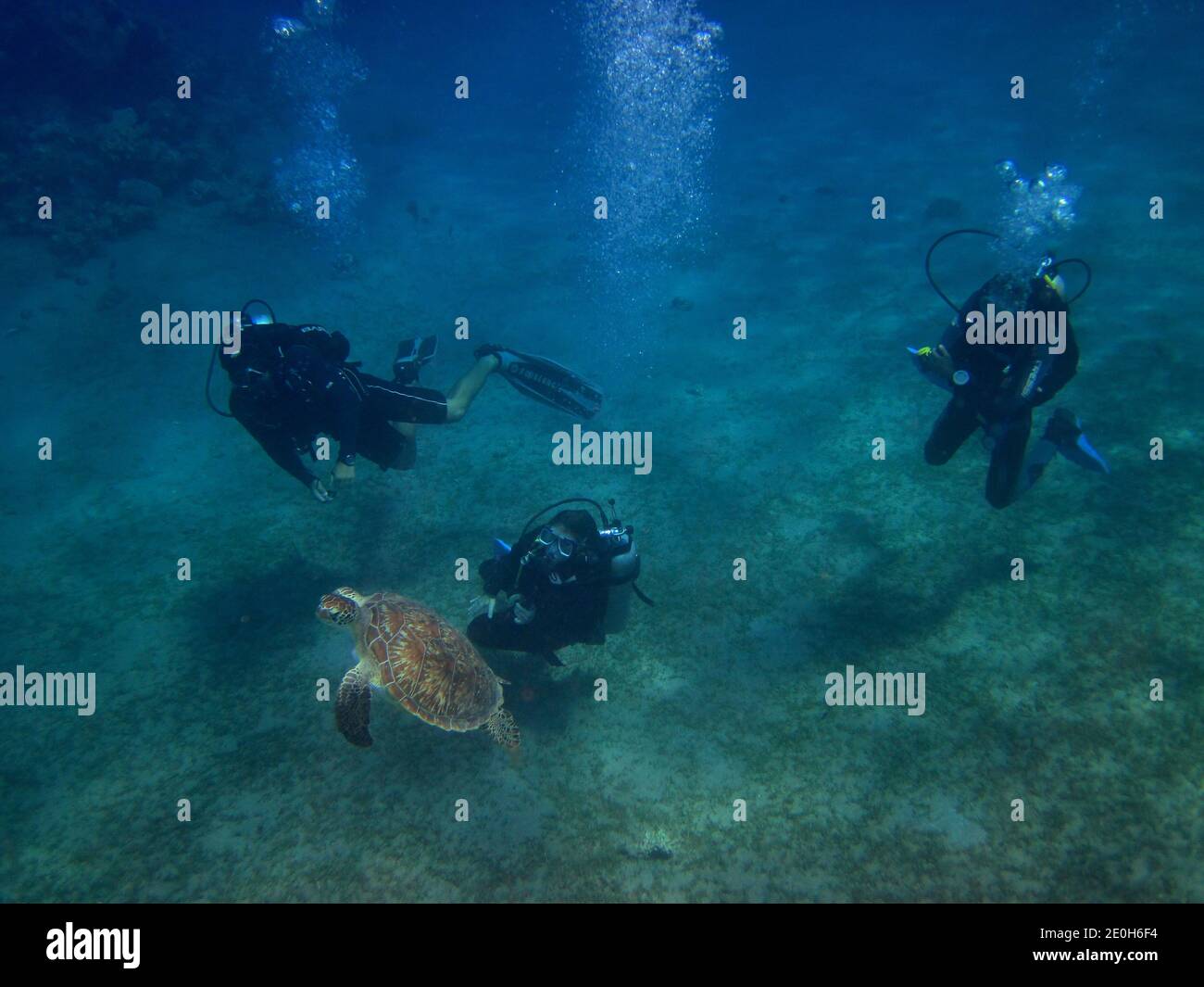 sea turtle on the seabed with three diver Stock Photo - Alamy