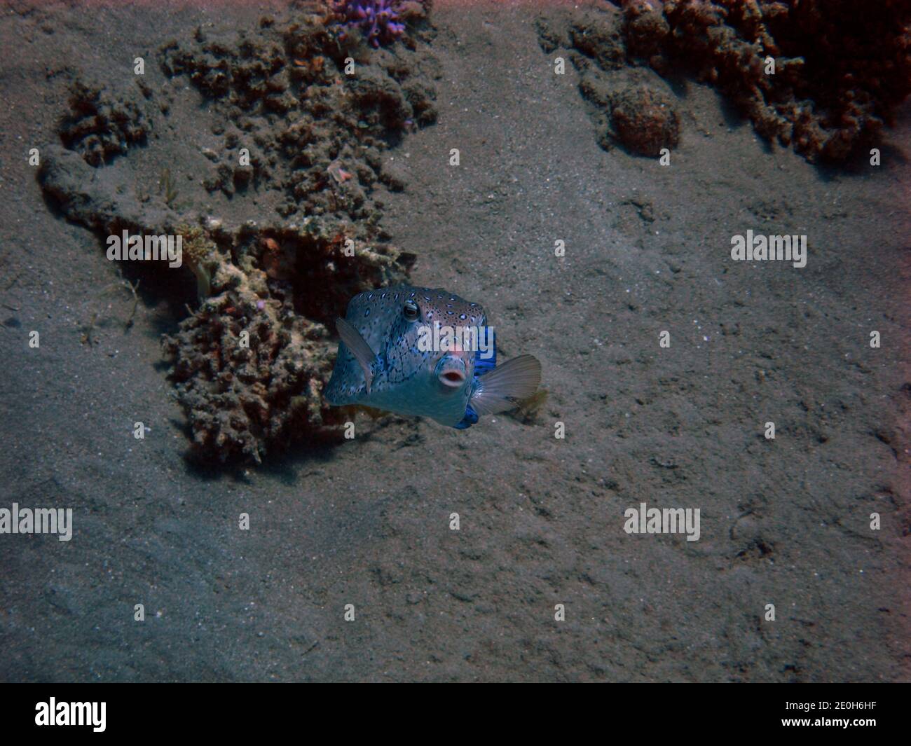 blue boxfish looking at the camera at the dive Stock Photo - Alamy
