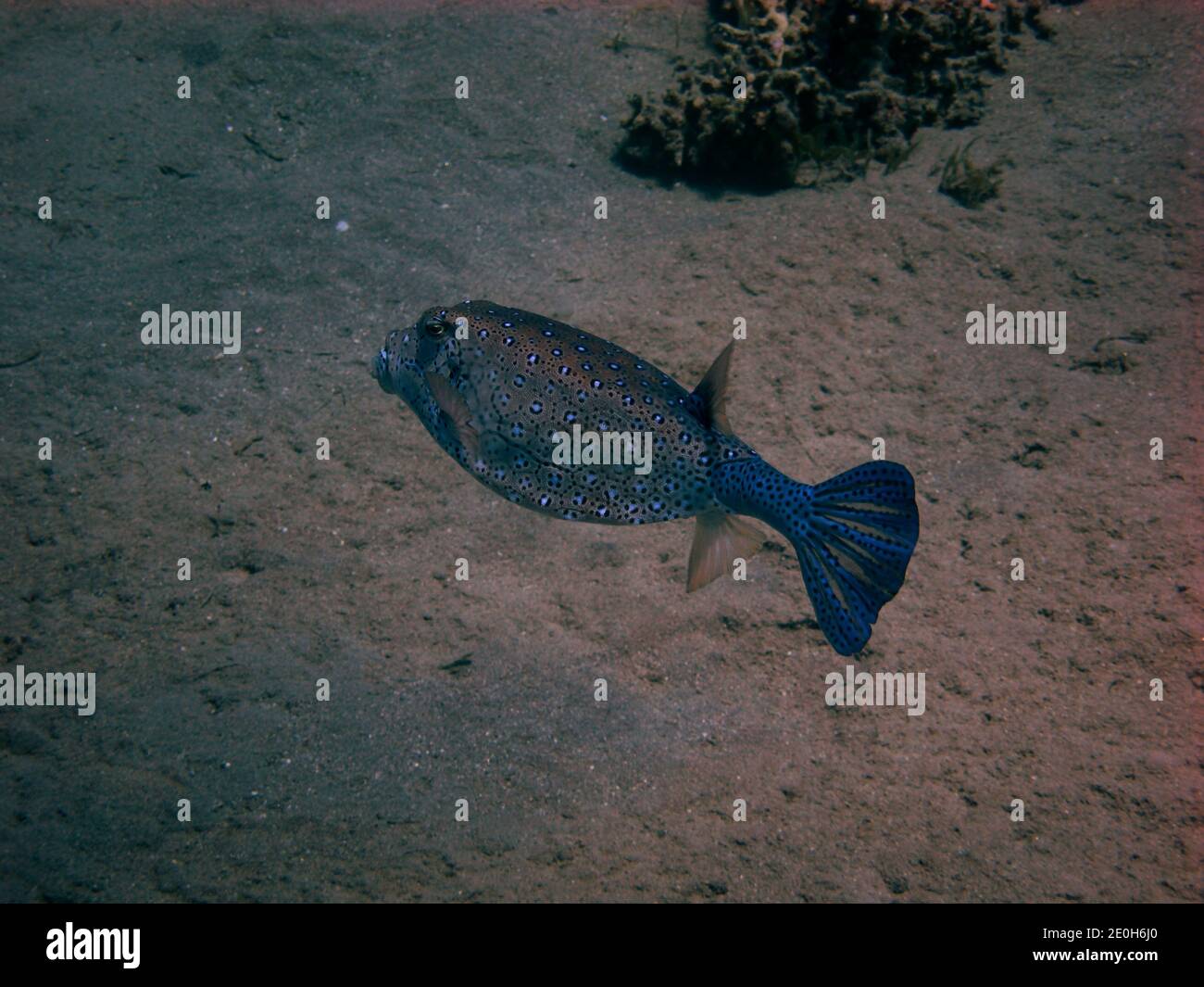 beautiful blue boxfish with points in the red sea Stock Photo - Alamy