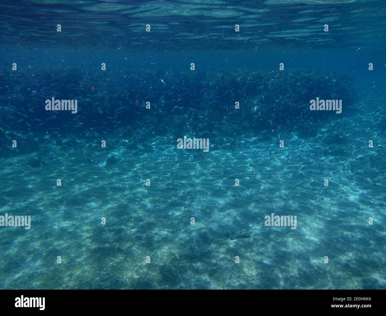 Many small fish in clear hi-res stock photography and images - Alamy
