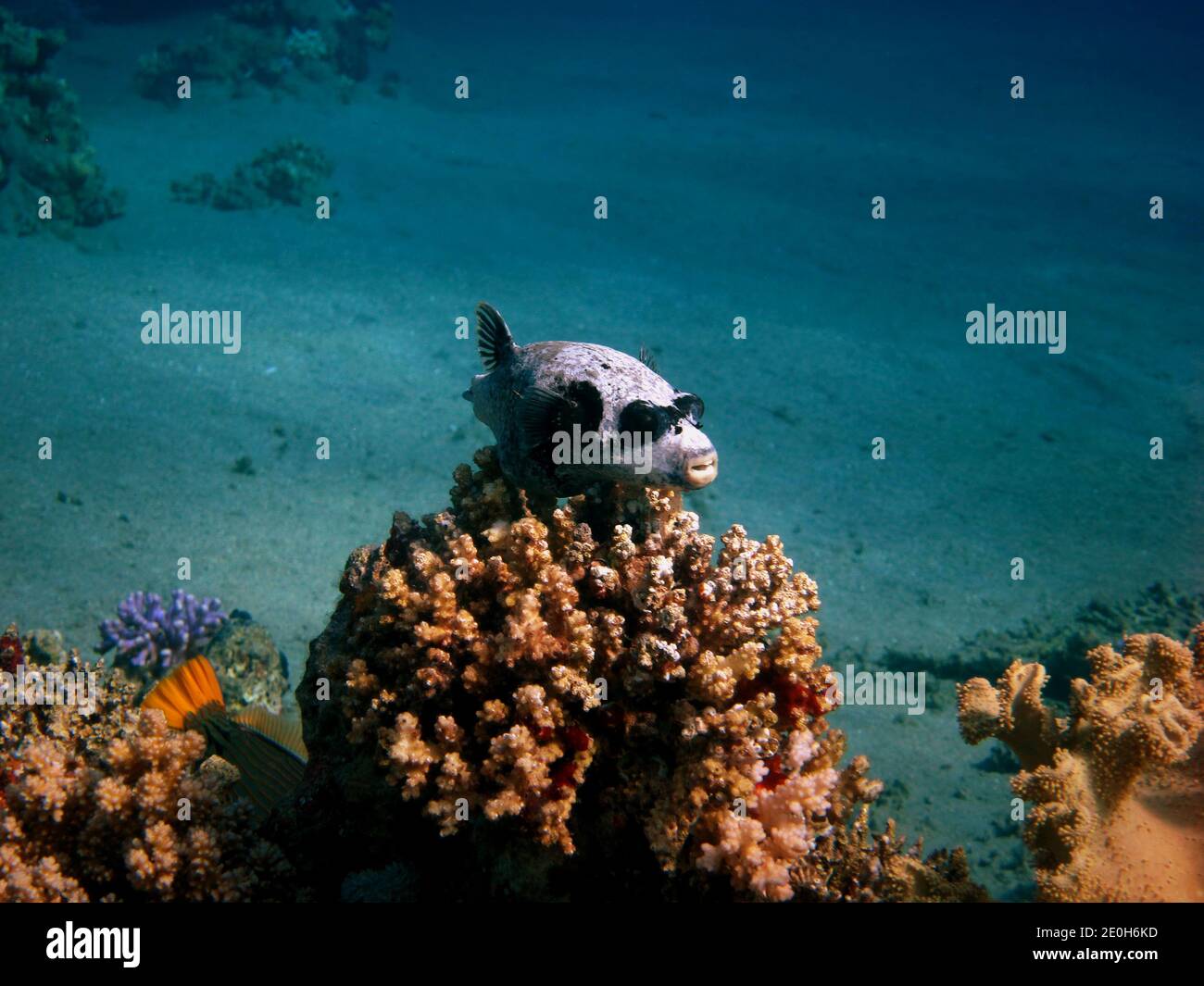 small mask pufferfish sits on a coral and waits Stock Photo - Alamy