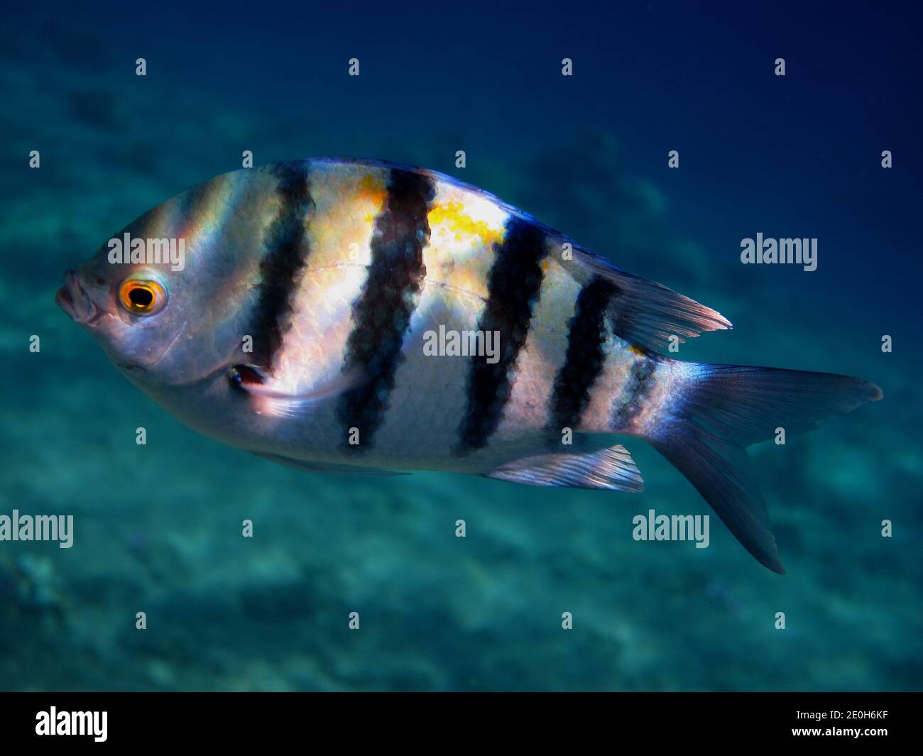 small striped fish in the red sea on vacation Stock Photo - Alamy