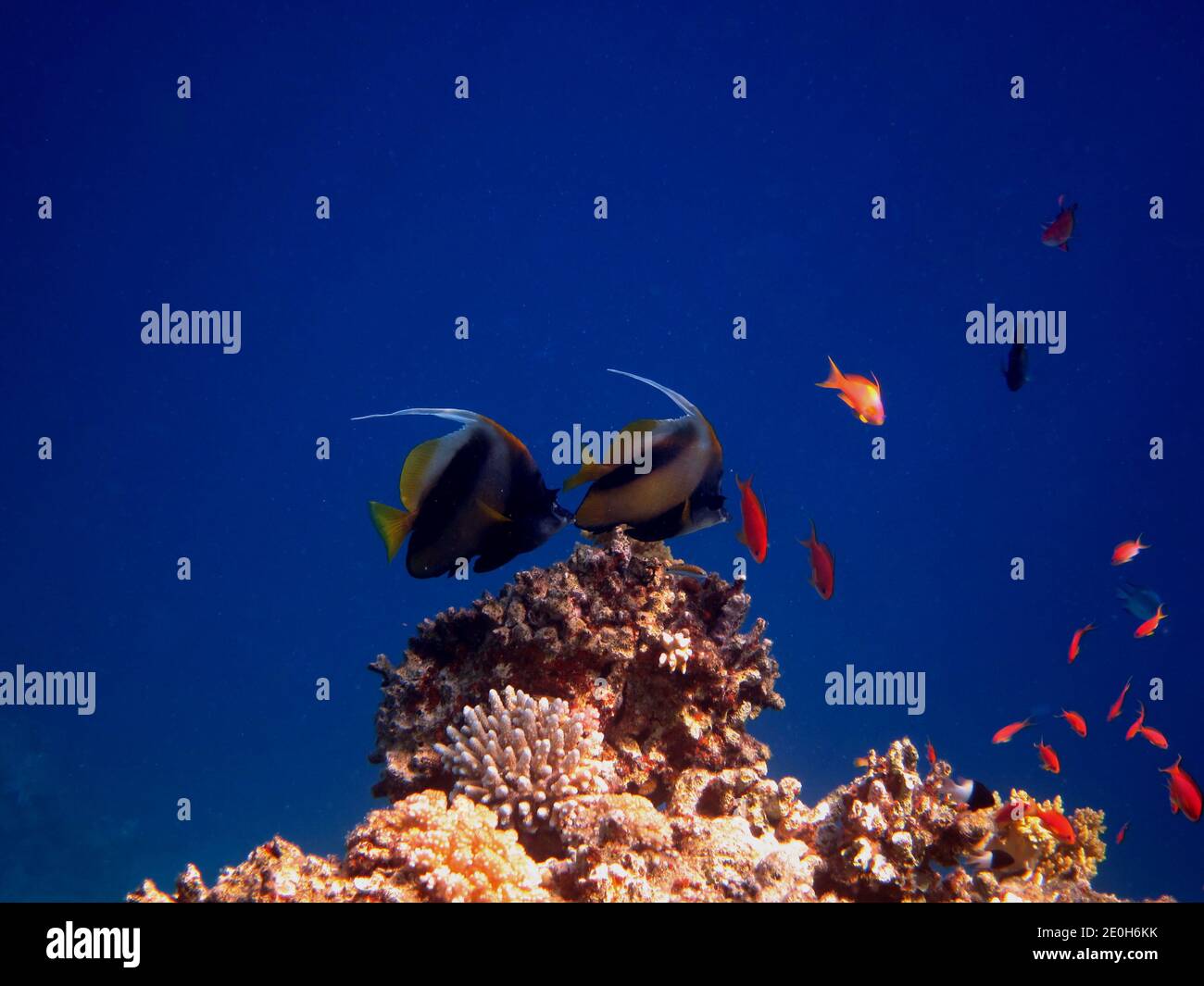 Pennant fish hi-res stock photography and images - Alamy