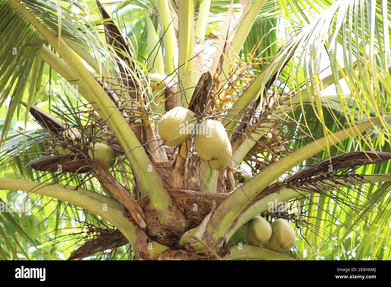Farm fresh coconut hi-res stock photography and images - Alamy