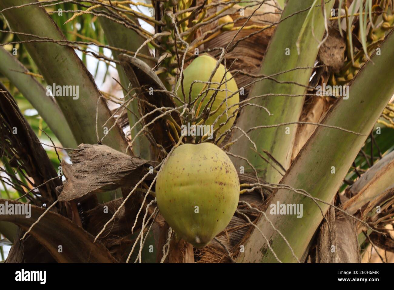 Coconut juicy hi-res stock photography and images - Alamy