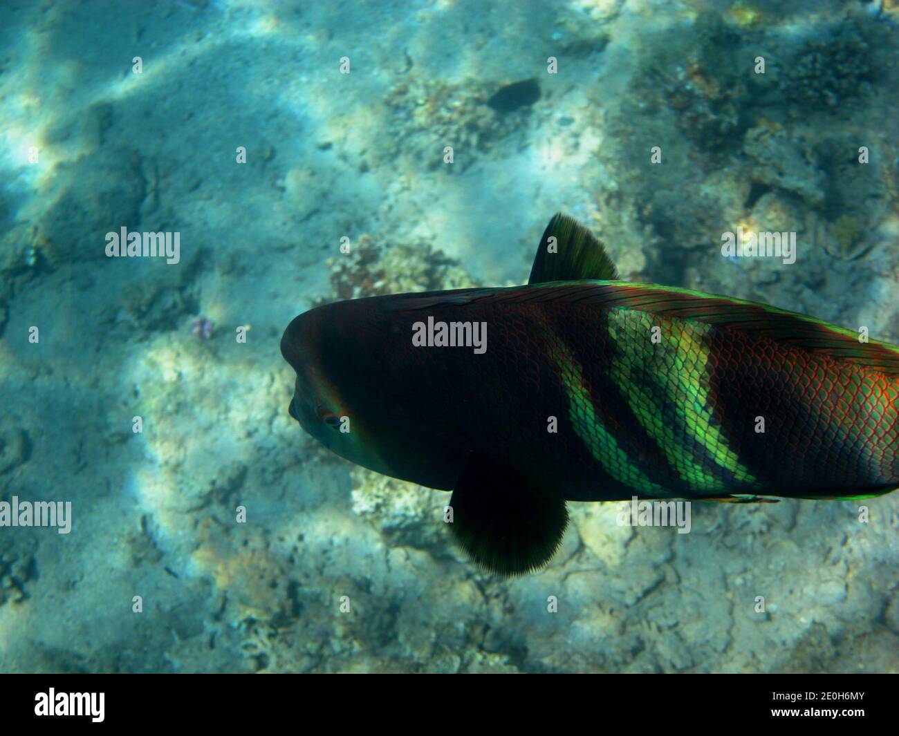 beautiful big colorful green fish in the sea Stock Photo - Alamy