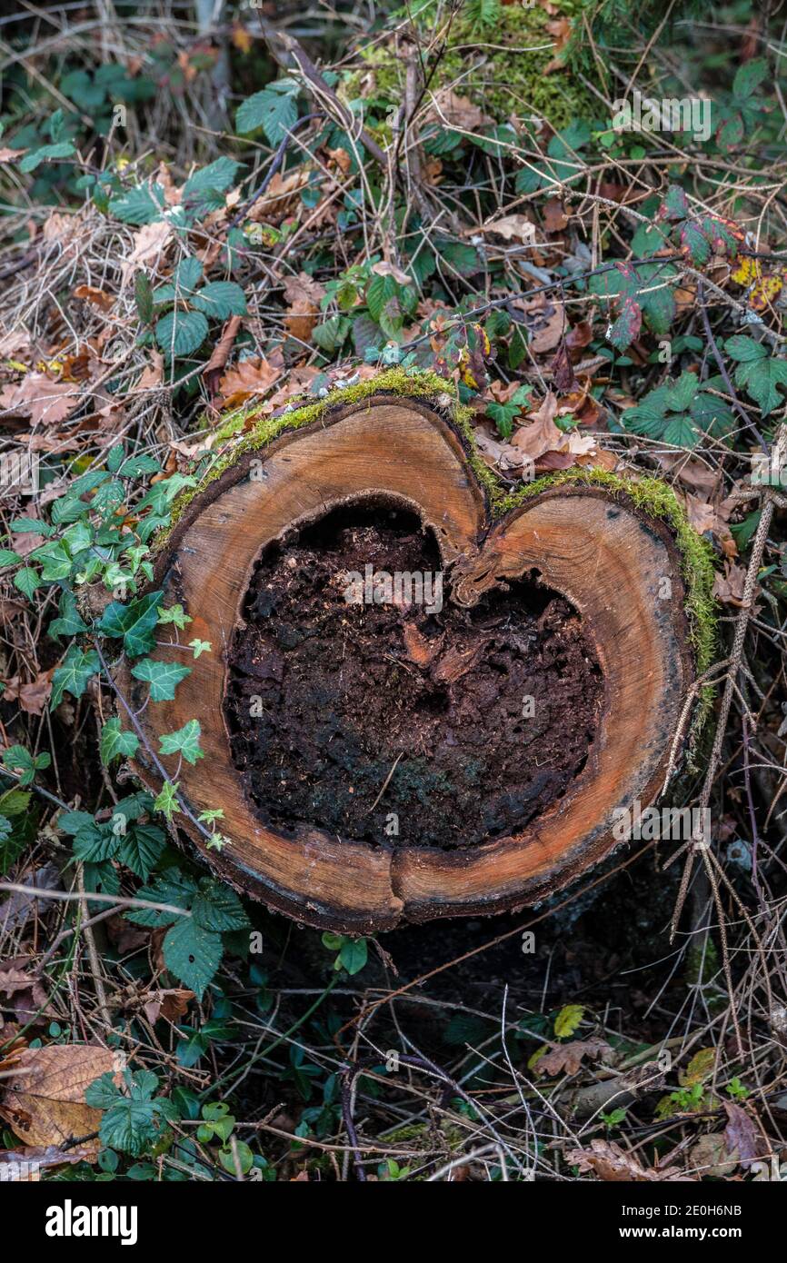 Broken heart tree hi-res stock photography and images - Alamy