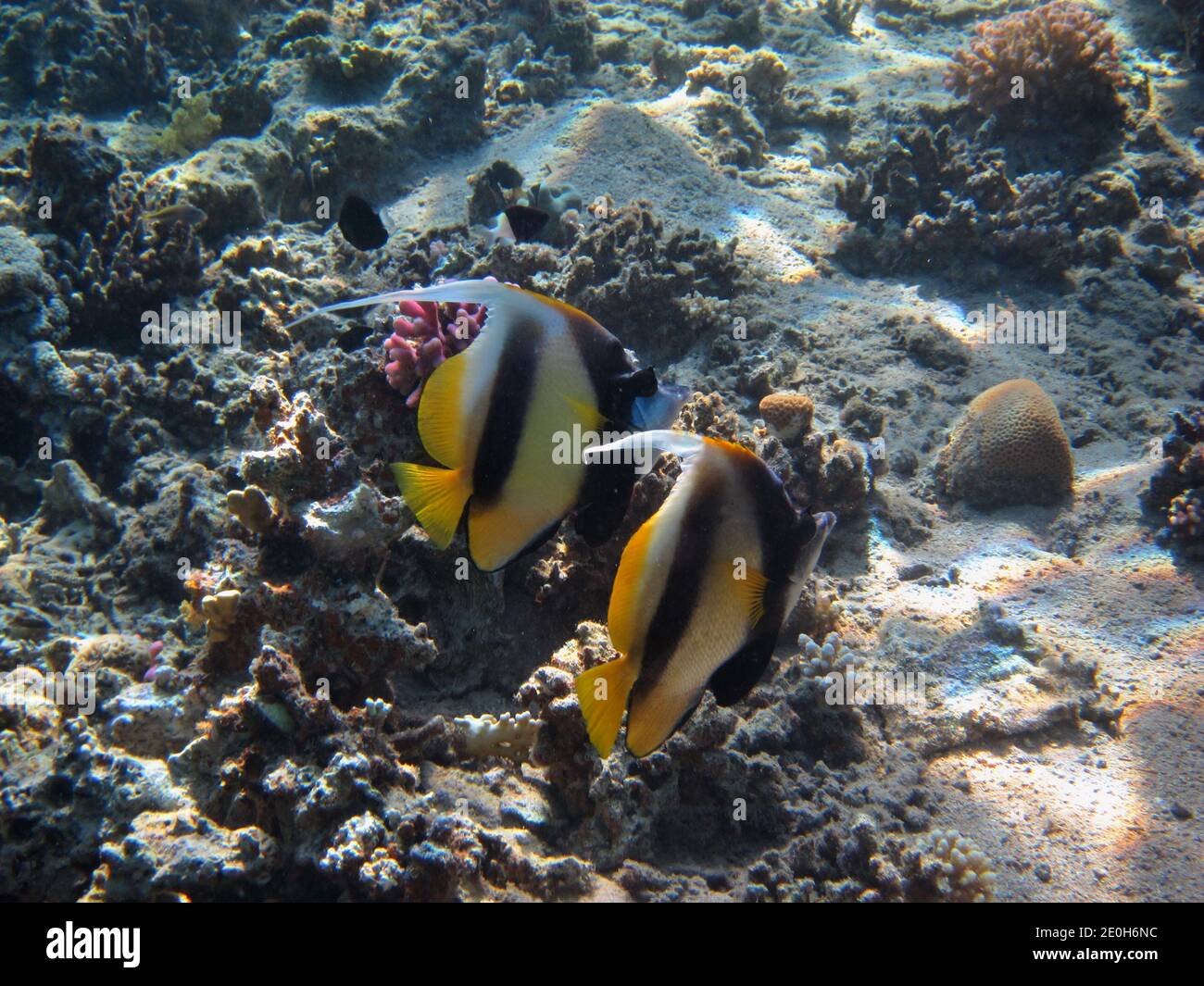 Moorish idol fish hi-res stock photography and images - Alamy