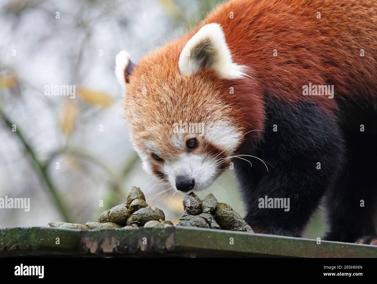 Cat poo hi-res stock photography and images - Alamy
