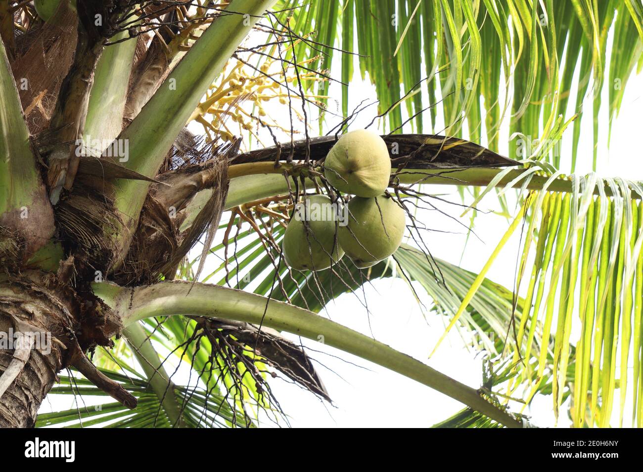 Coconut tree branch hi-res stock photography and images - Alamy