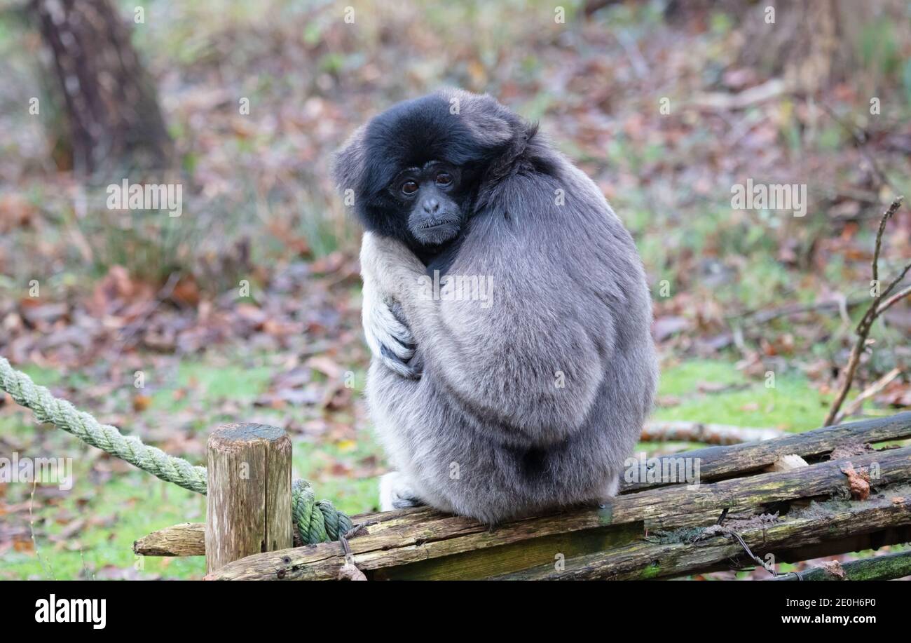 Grey gibbon hi-res stock photography and images - Alamy
