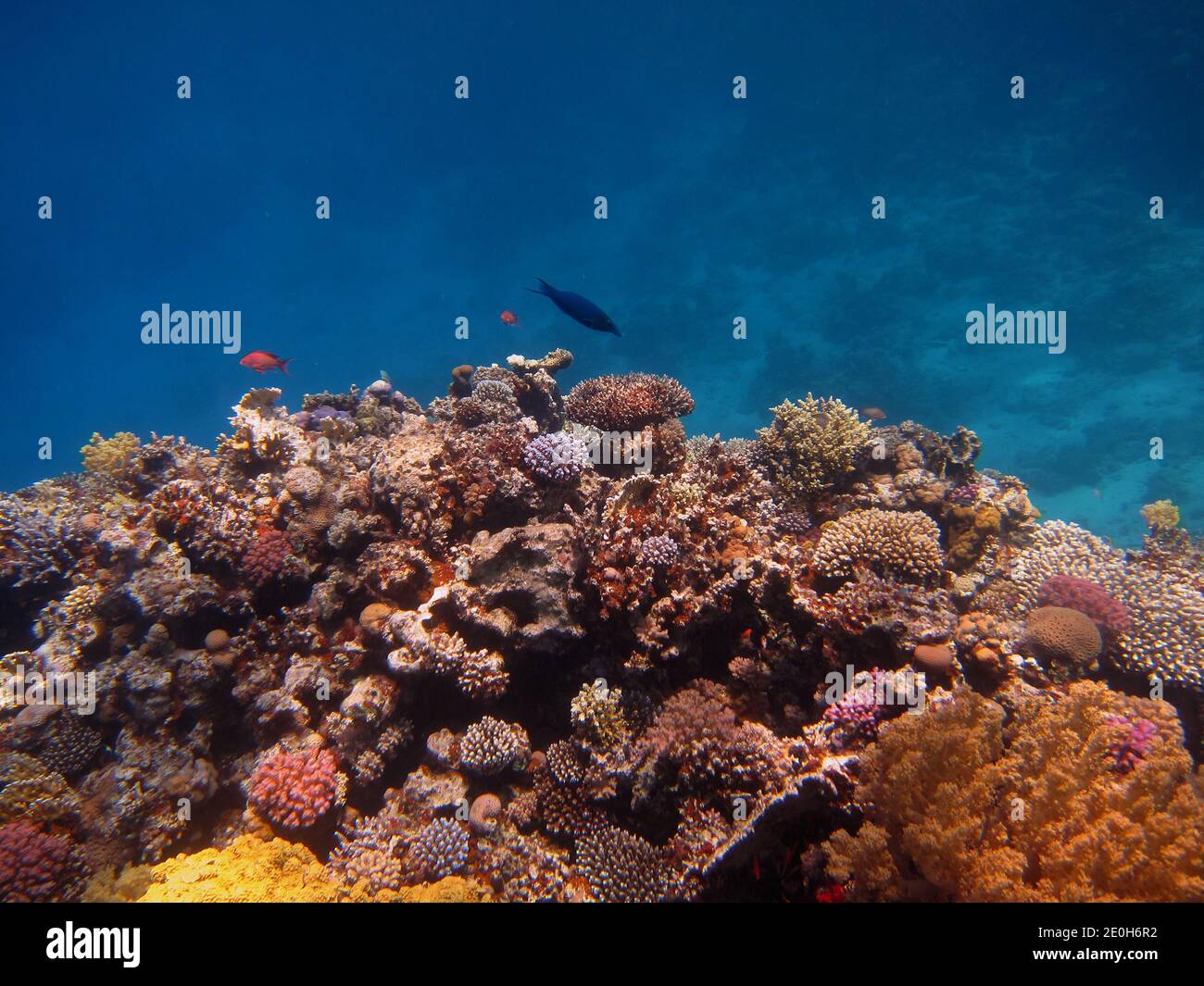 colorful coral reef species-rich in the red sea Stock Photo - Alamy