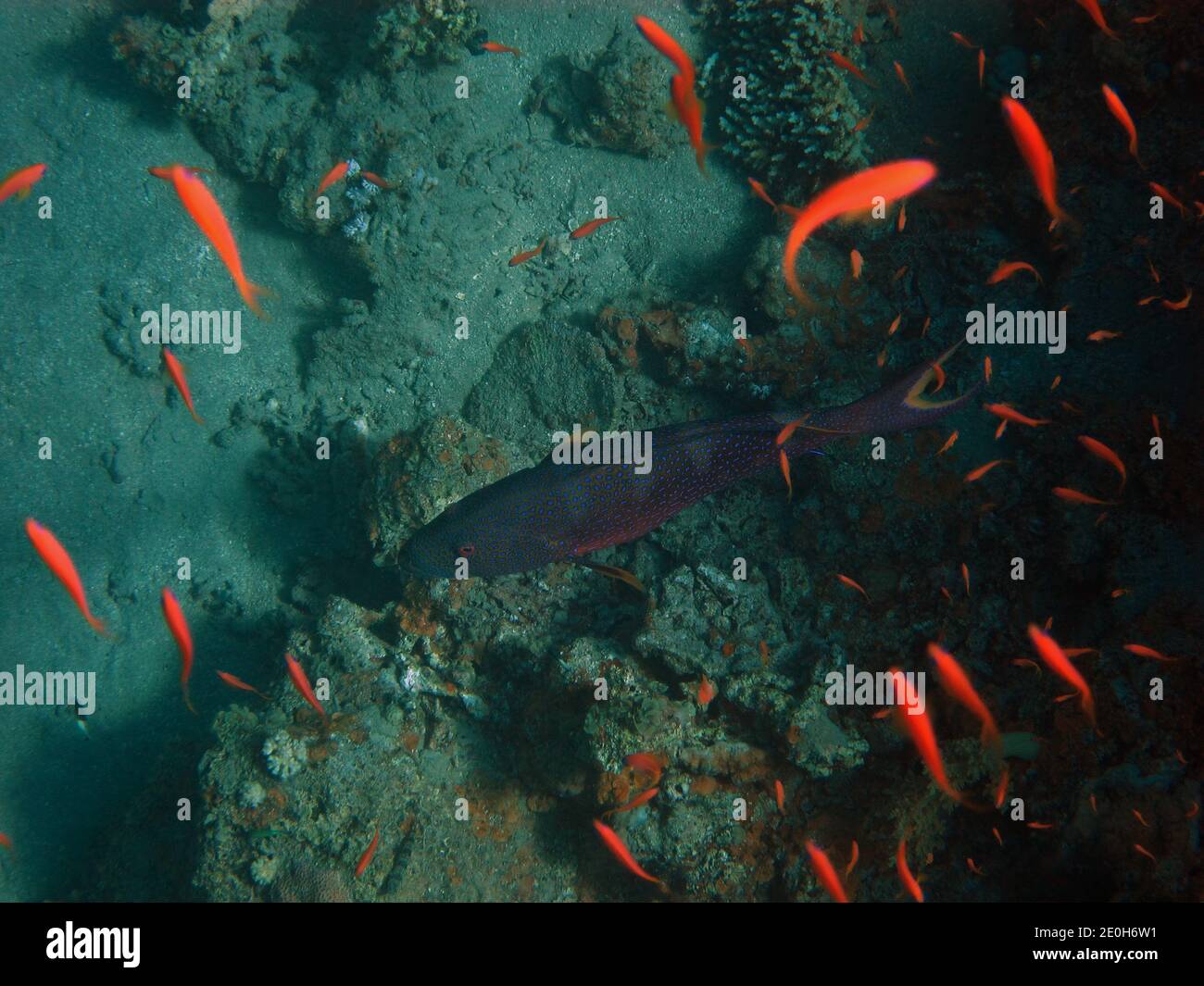 big blue fish with points and lot of red fishes Stock Photo - Alamy