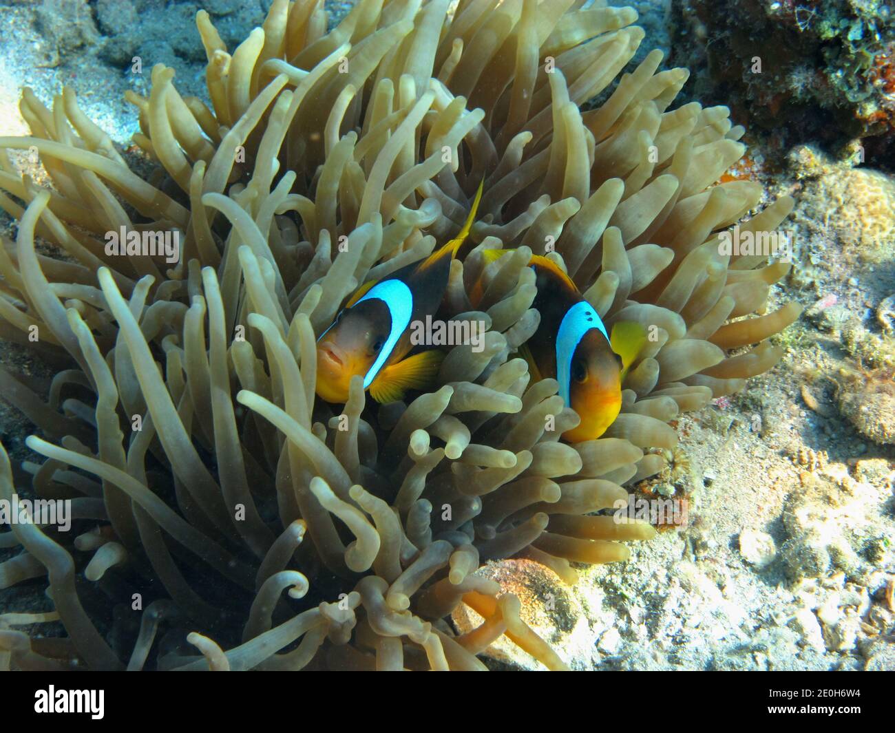two small anemone fish close view in the red sea Stock Photo - Alamy