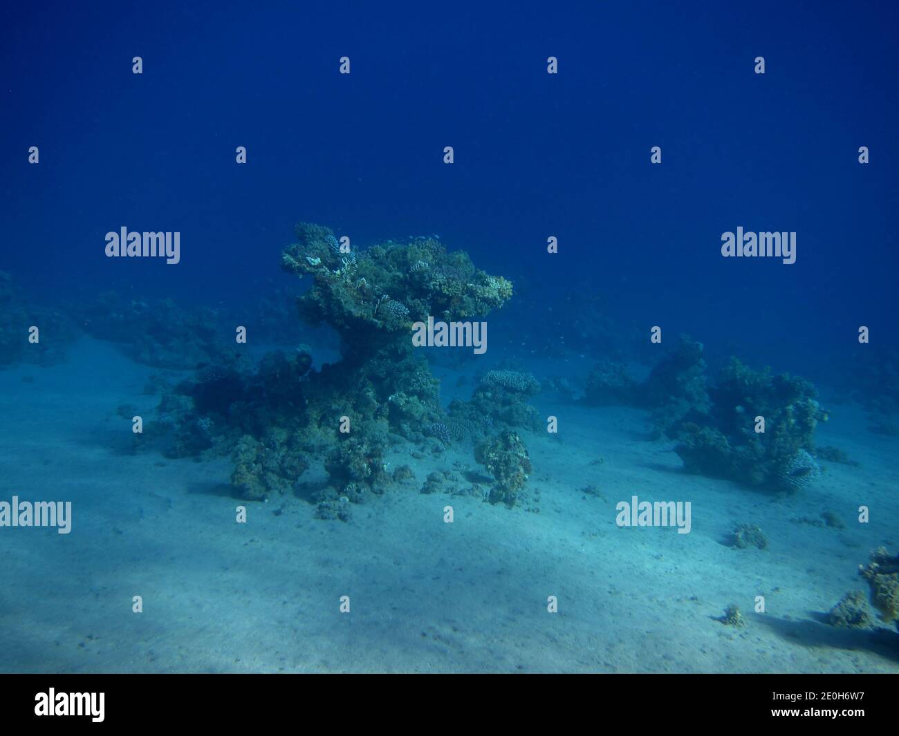 Scuba diver fish foreground hi-res stock photography and images - Alamy
