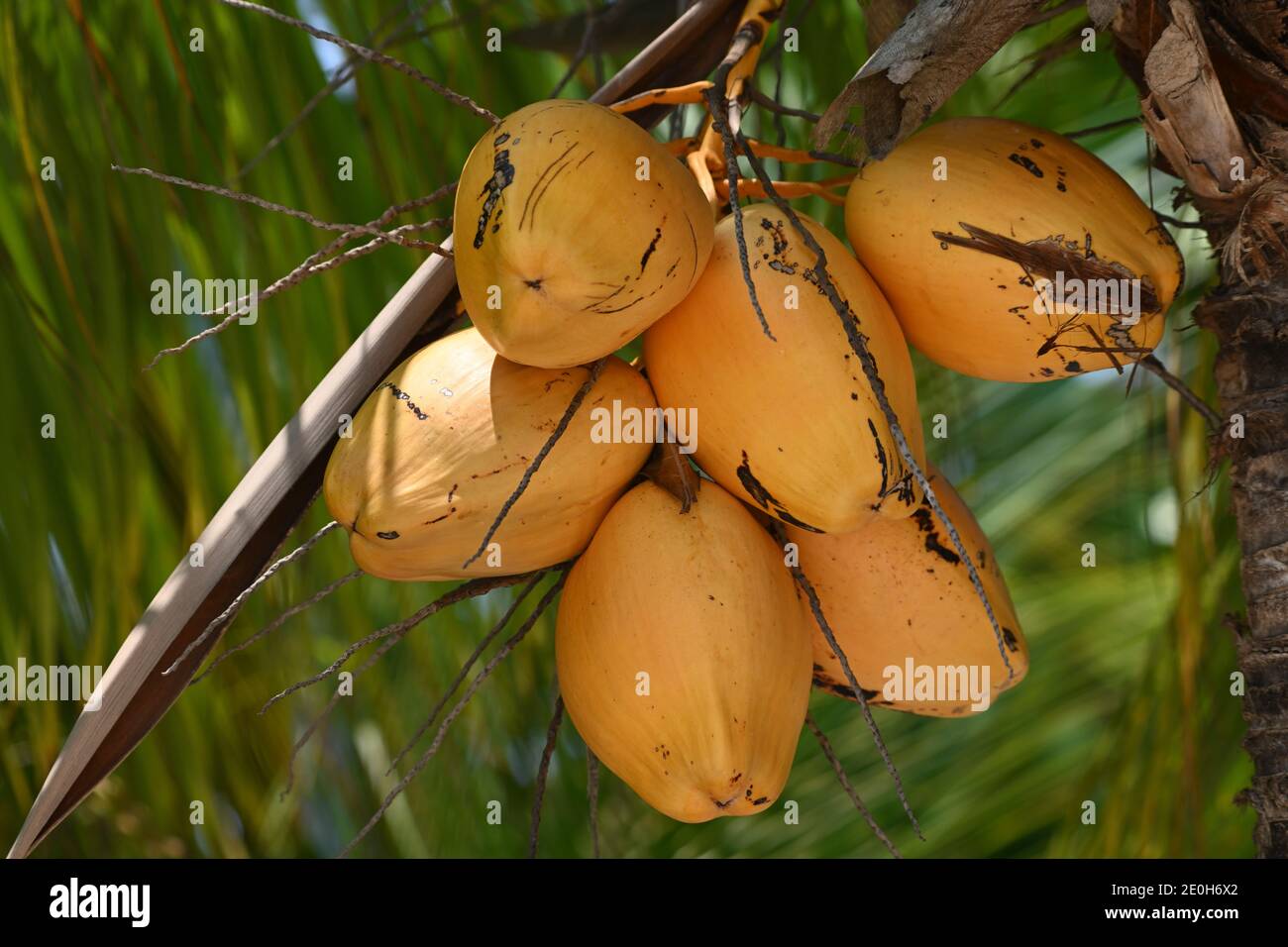 Farm fresh coconut hi-res stock photography and images - Alamy