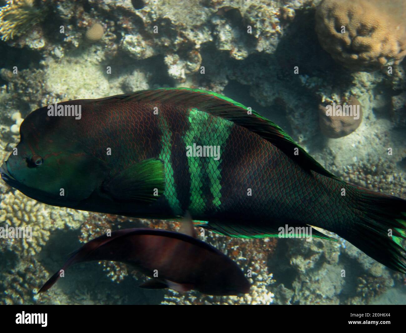 beautiful giant green glowing fish in the red sea Stock Photo - Alamy