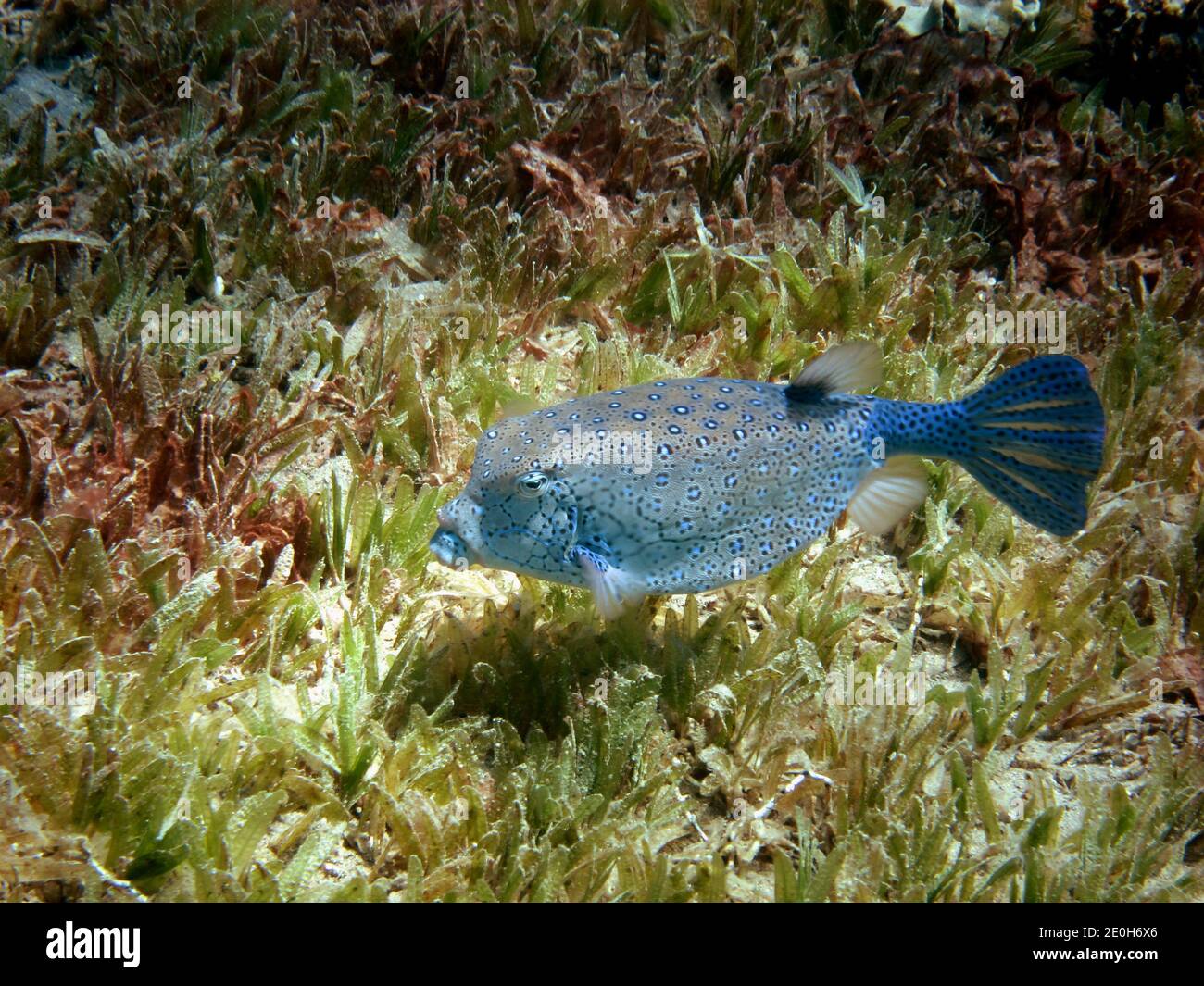blue boxfish in seagrass in the red sea Stock Photo - Alamy