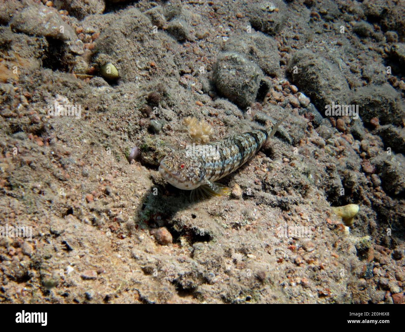 little clearfin lizardfish waiting on seabed Stock Photo - Alamy