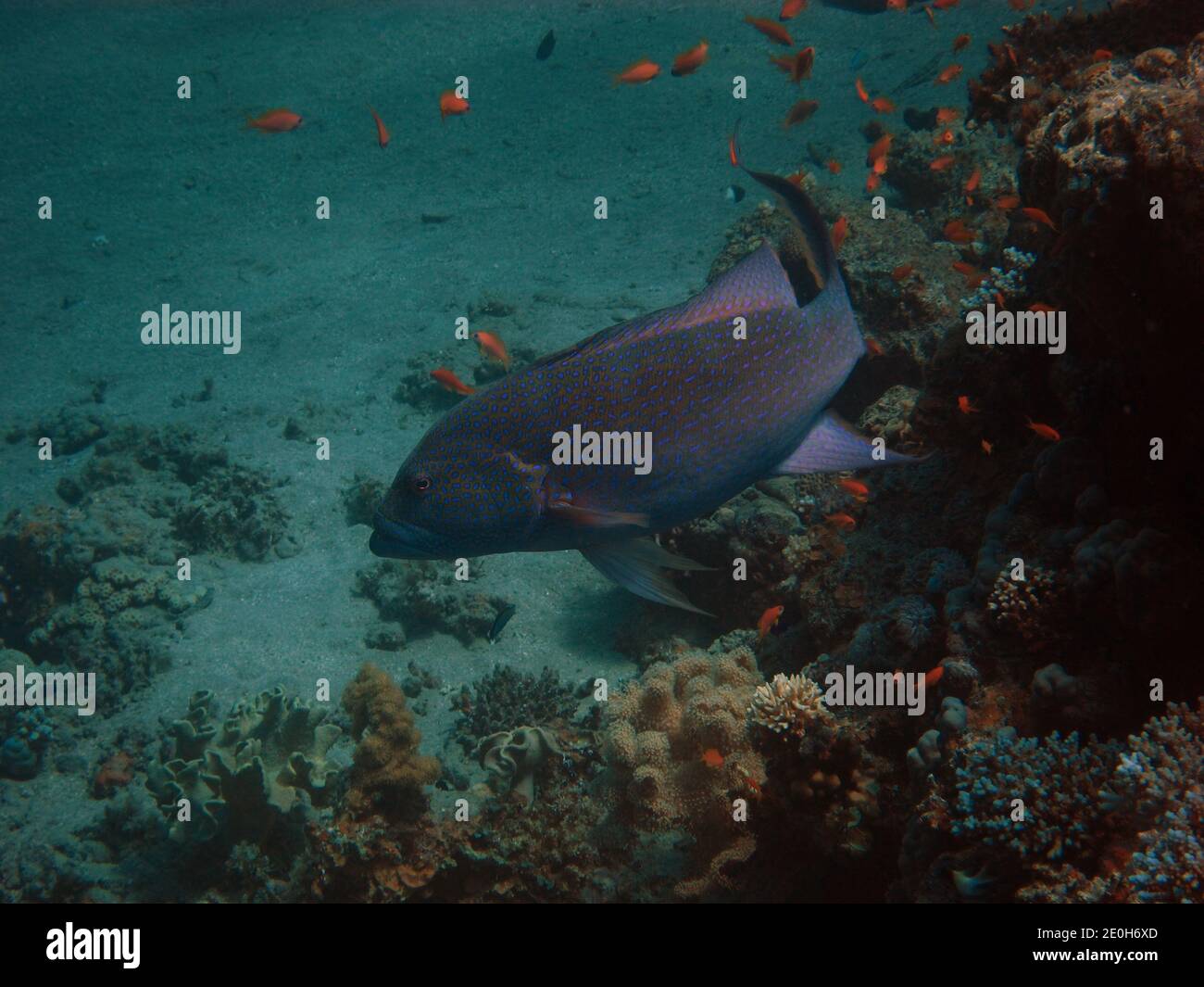 big fish with blue points in the red sea Stock Photo - Alamy