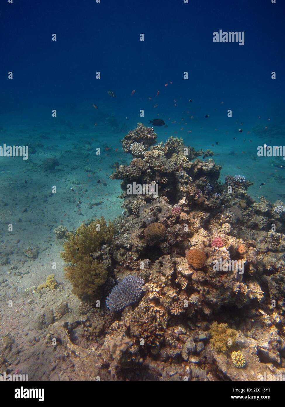 colorful coral reef in the red sea portrait format Stock Photo - Alamy