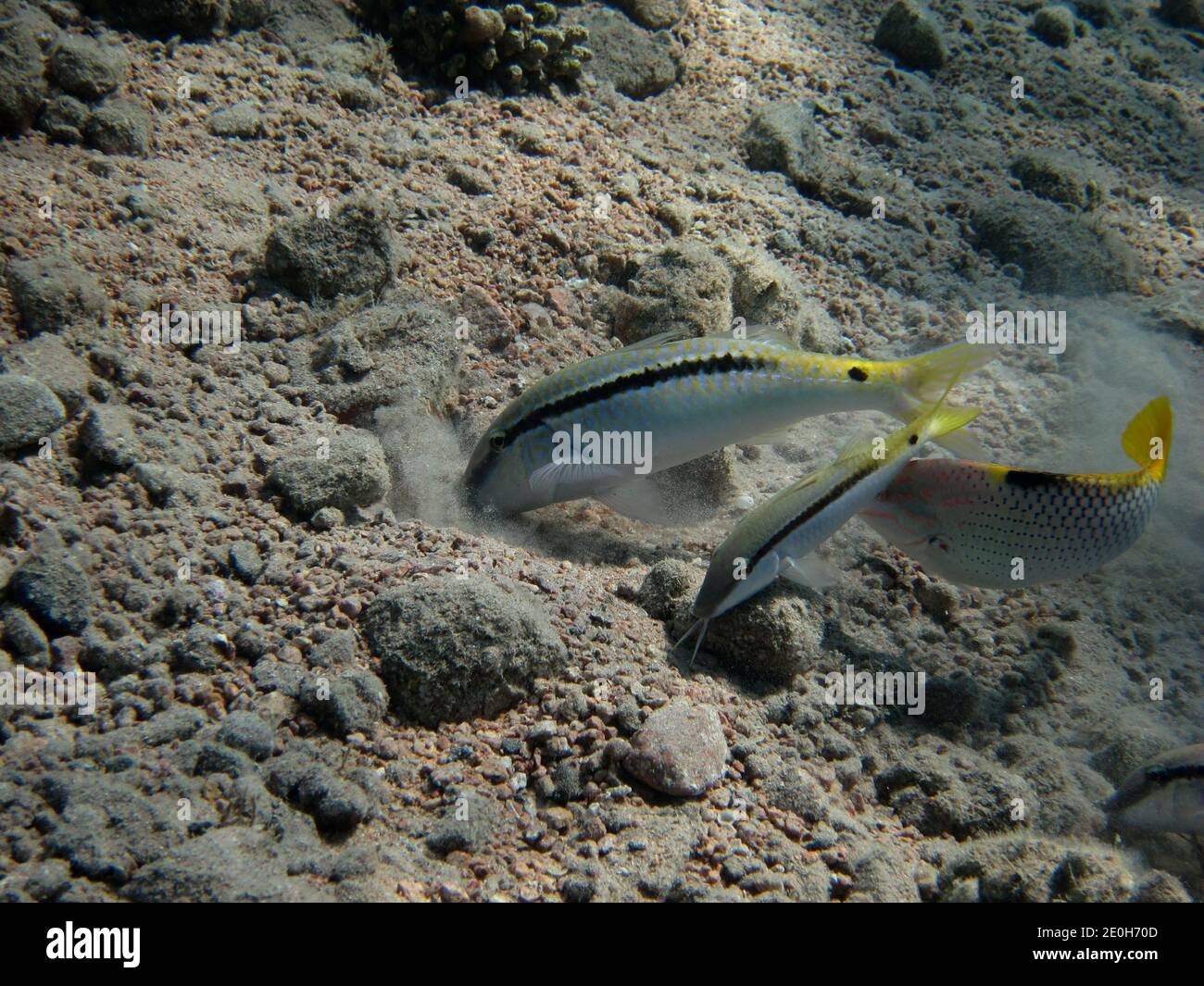 Red Sea Goatfish High Resolution Stock Photography and Images - Alamy