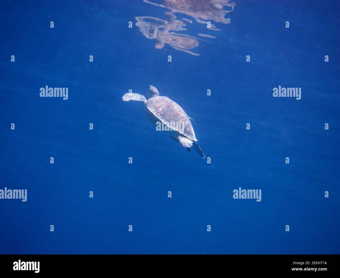 Small sea turtle hi-res stock photography and images - Alamy