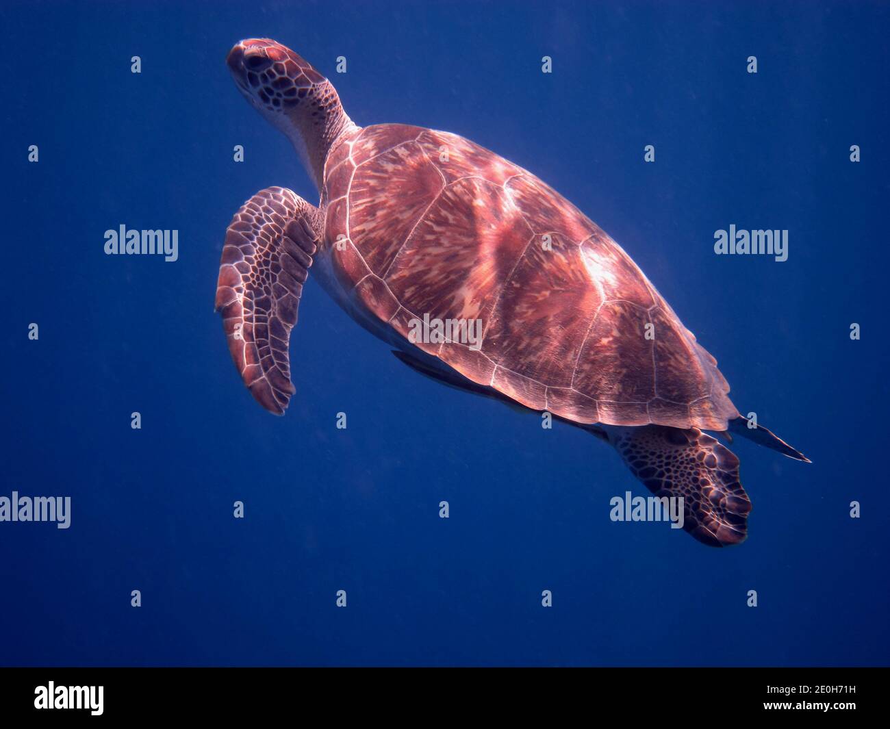 Large sea turtle underwater close hi-res stock photography and images ...