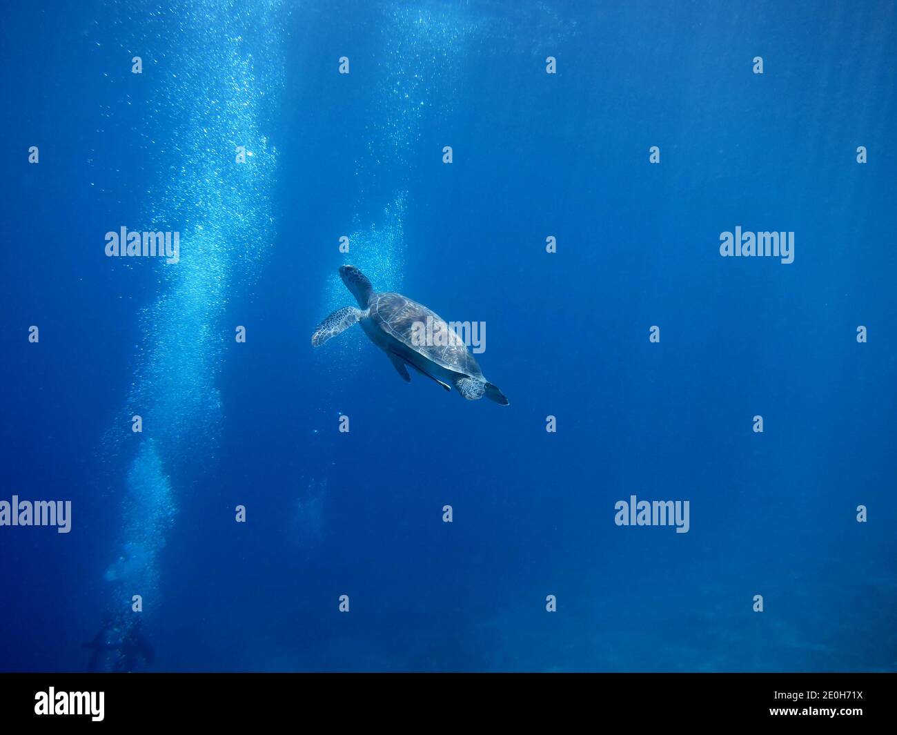 sea turtle swims between bubbles from divers Stock Photo - Alamy