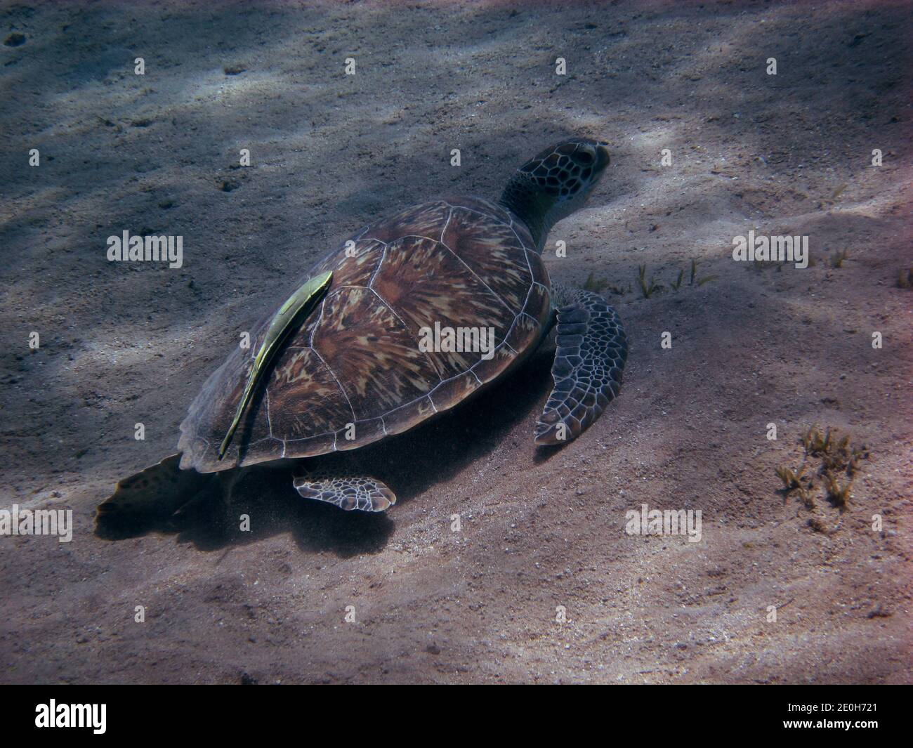 sea turtle on the seabed with pilot fish Stock Photo - Alamy