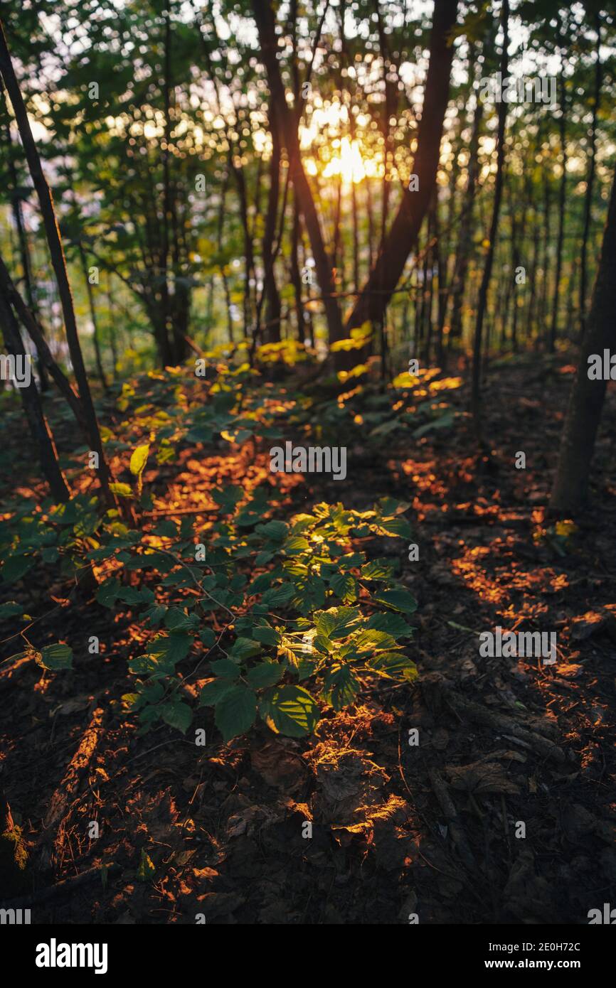 sunlight breaking through the trees Stock Photo - Alamy